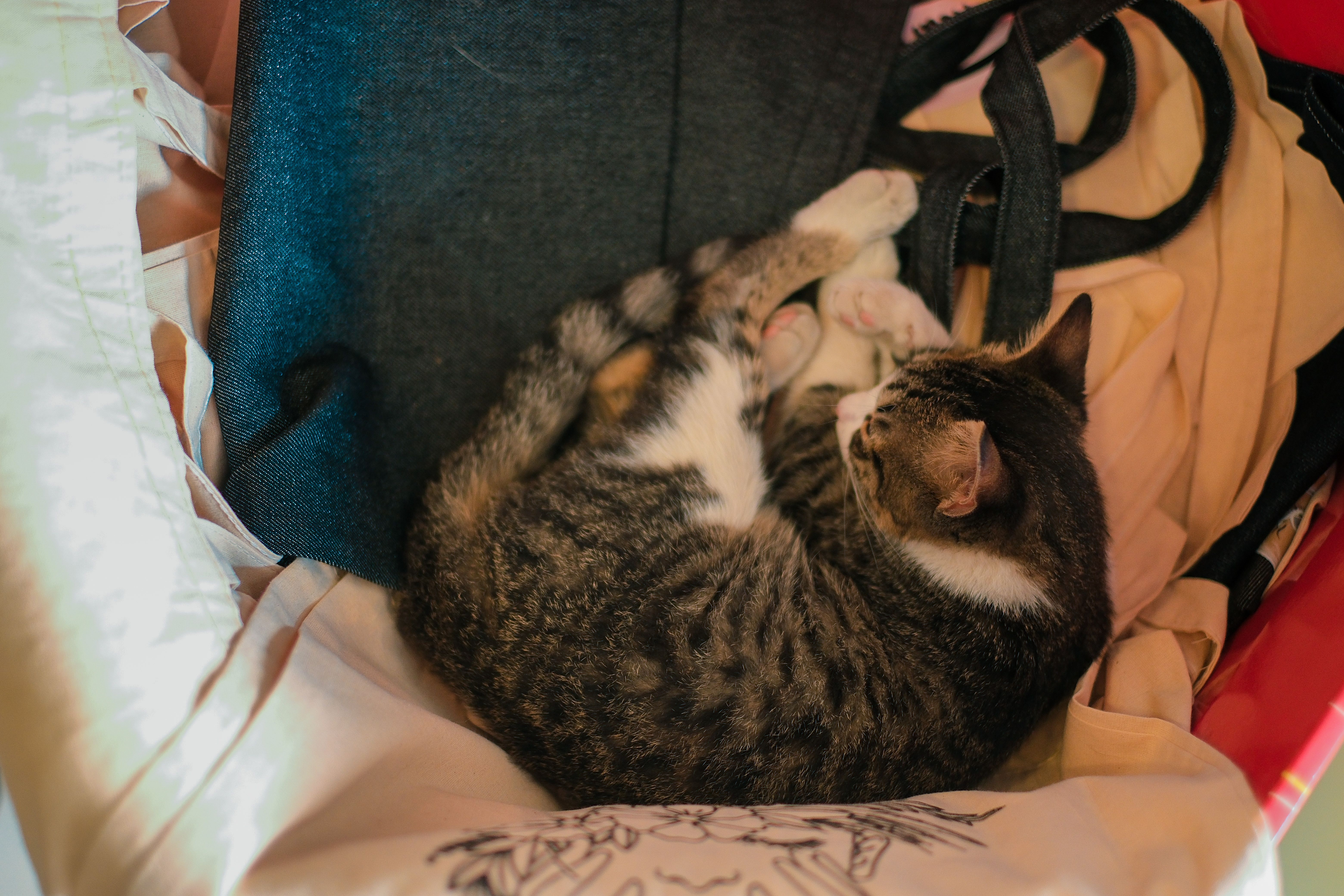 Sleeping Cat In Purse