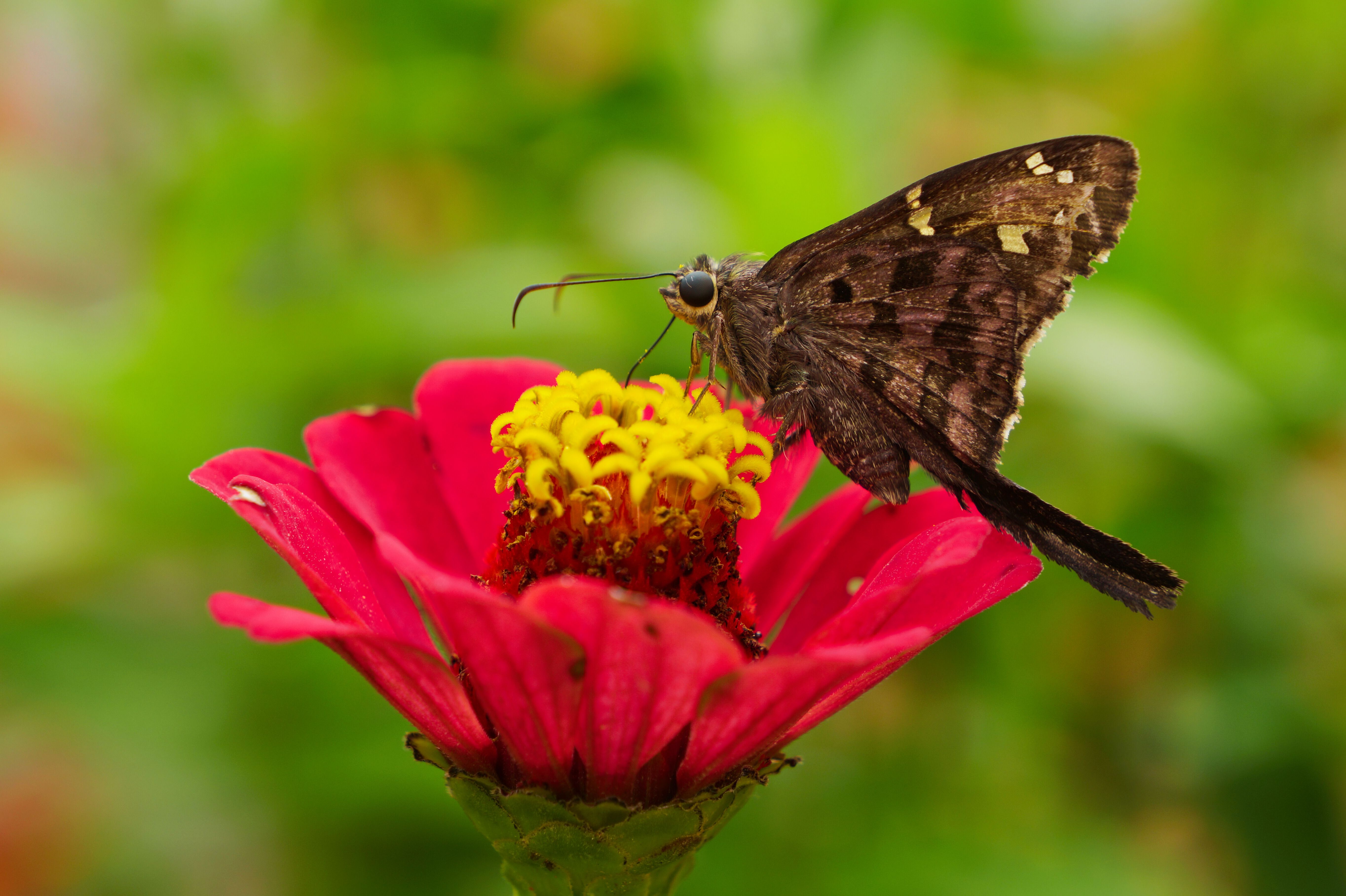 A Butterfly on a Flower · Free Stock Photo