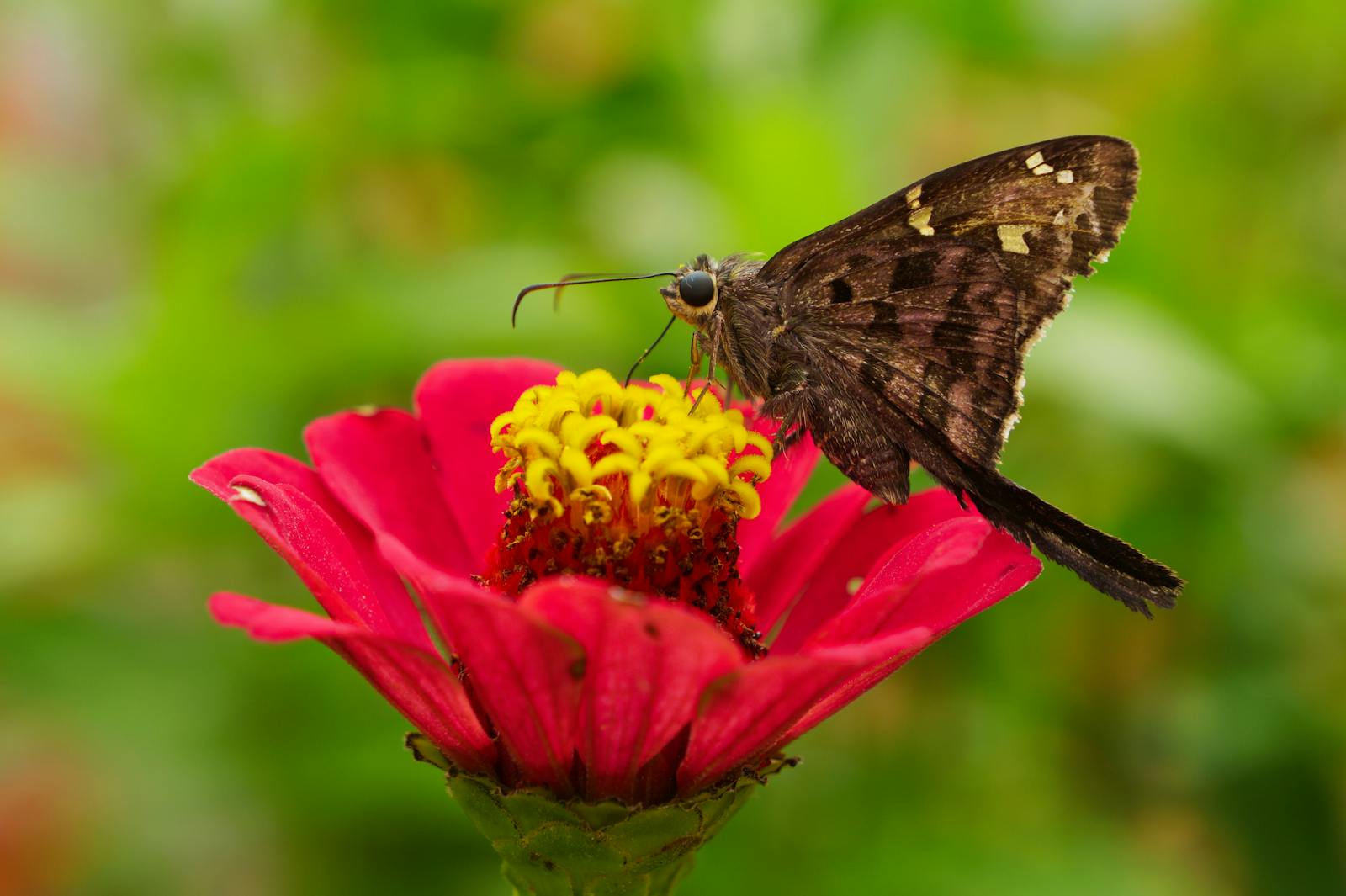 Butterfly Cacoon Photos, Download The BEST Free Butterfly Cacoon Stock ...