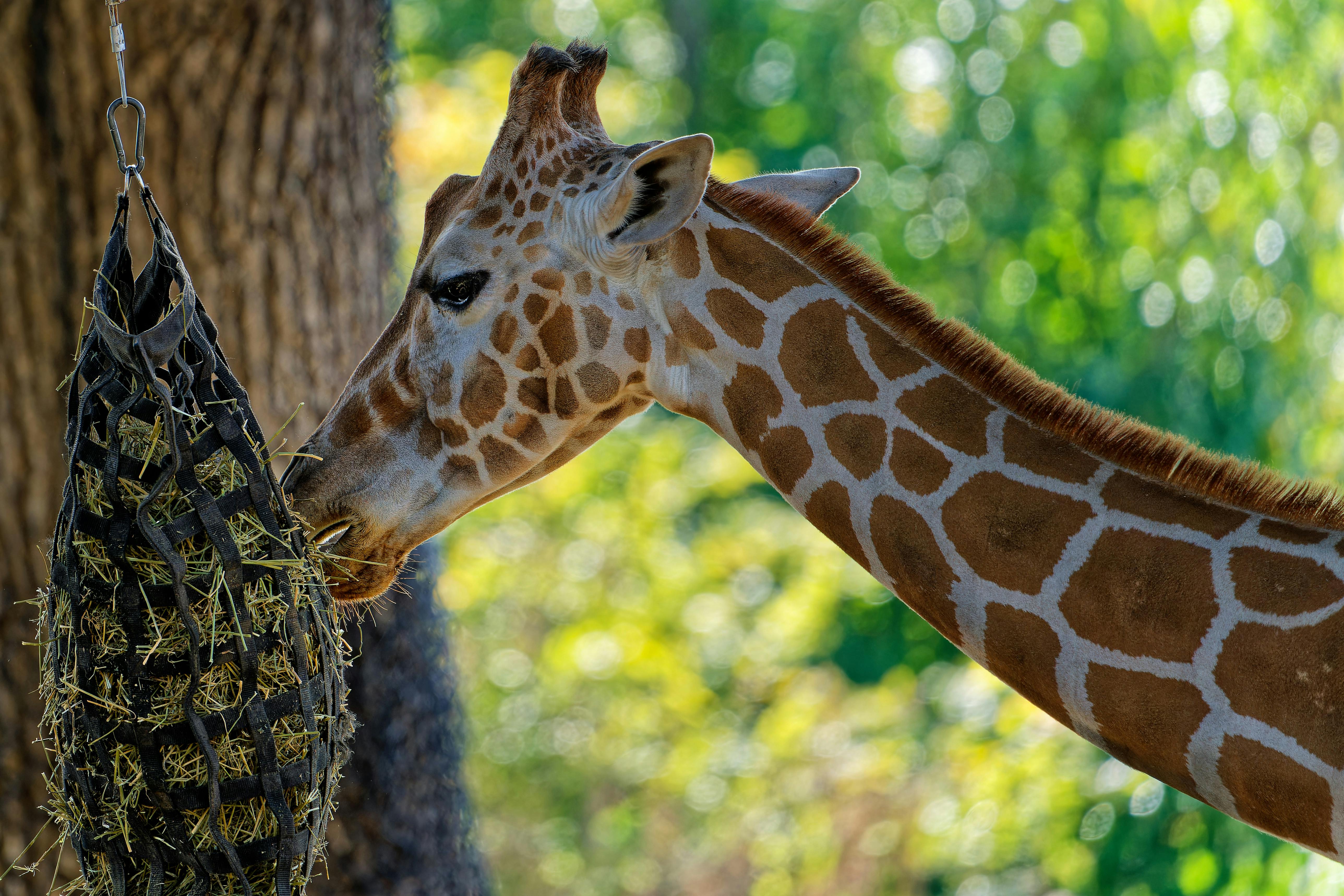 Giraffe Eating Photos, Download The BEST Free Giraffe Eating Stock ...