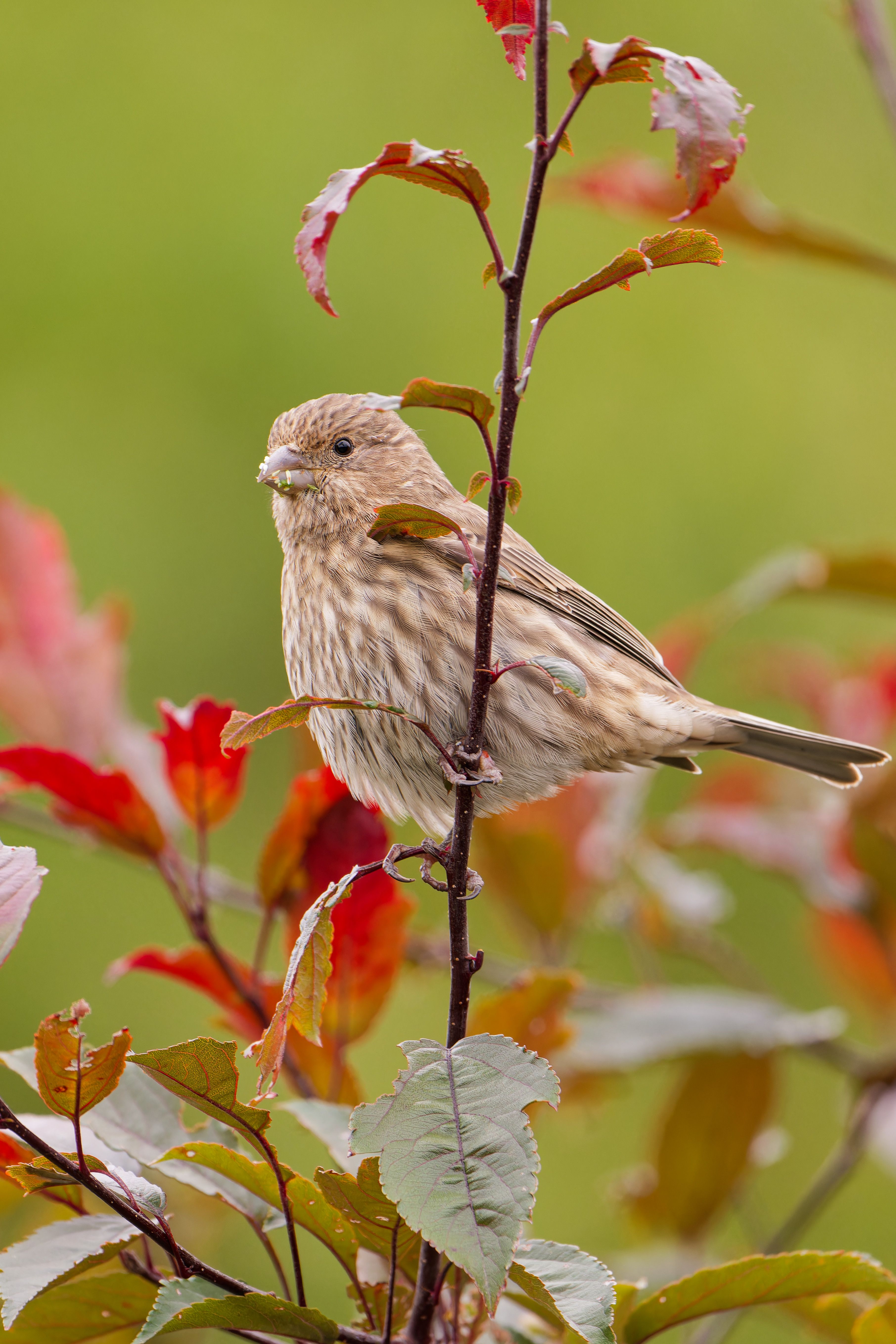 Common Rosefinch on Plant · Free Stock Photo