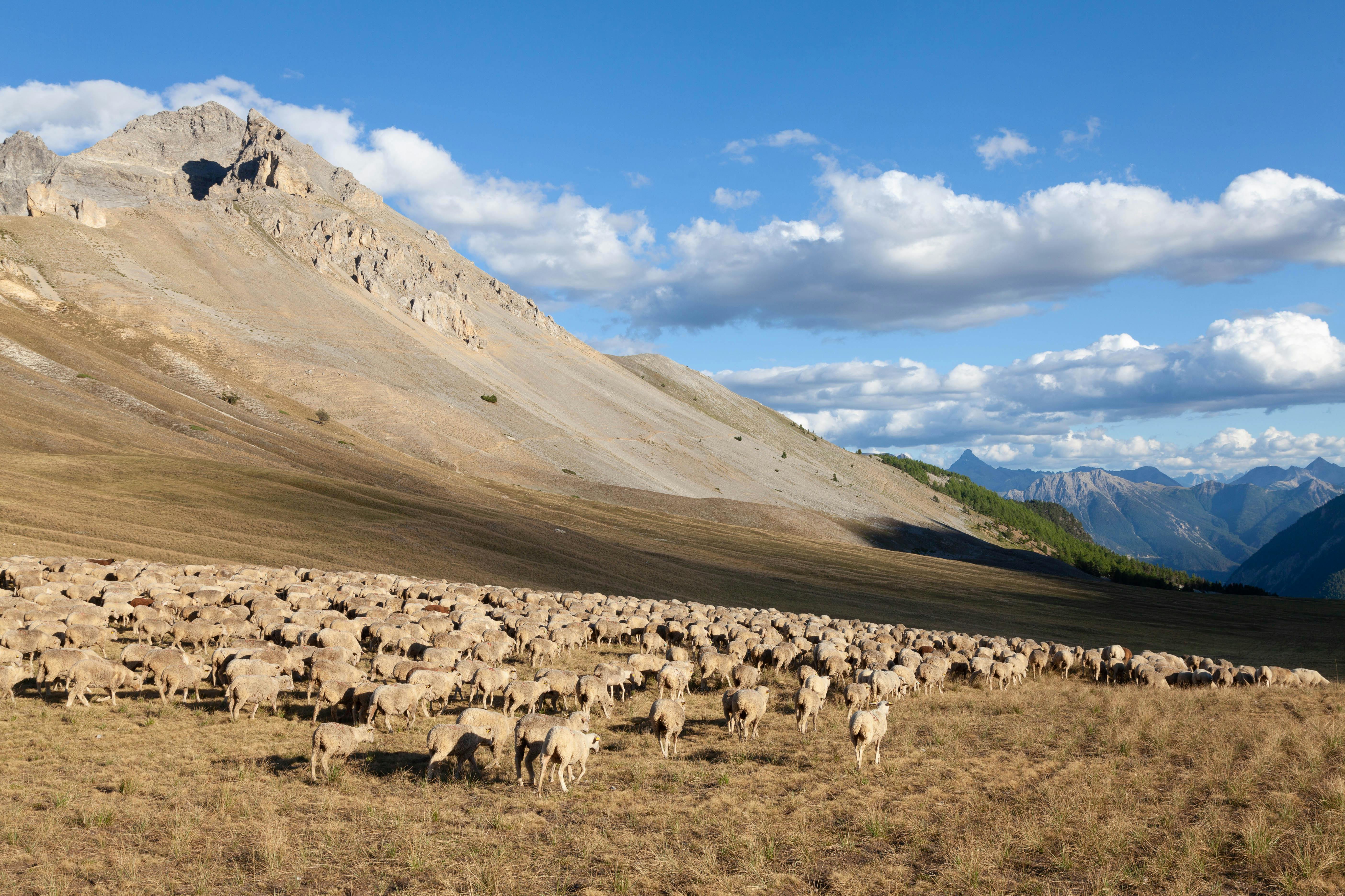 Herd of Sheep on Alpine Pasture · Free Stock Photo