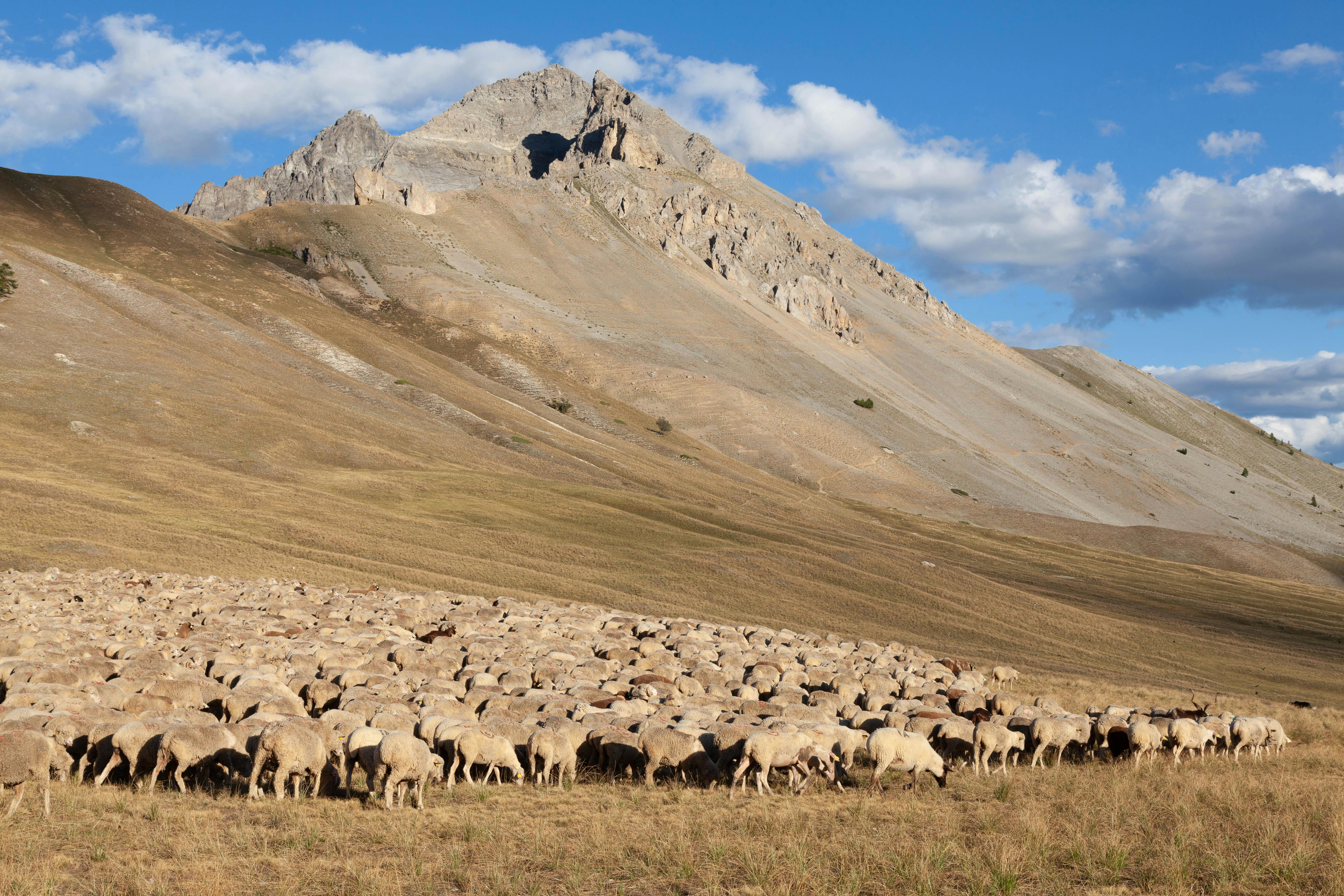 Herd of Sheep in Mountains · Free Stock Photo
