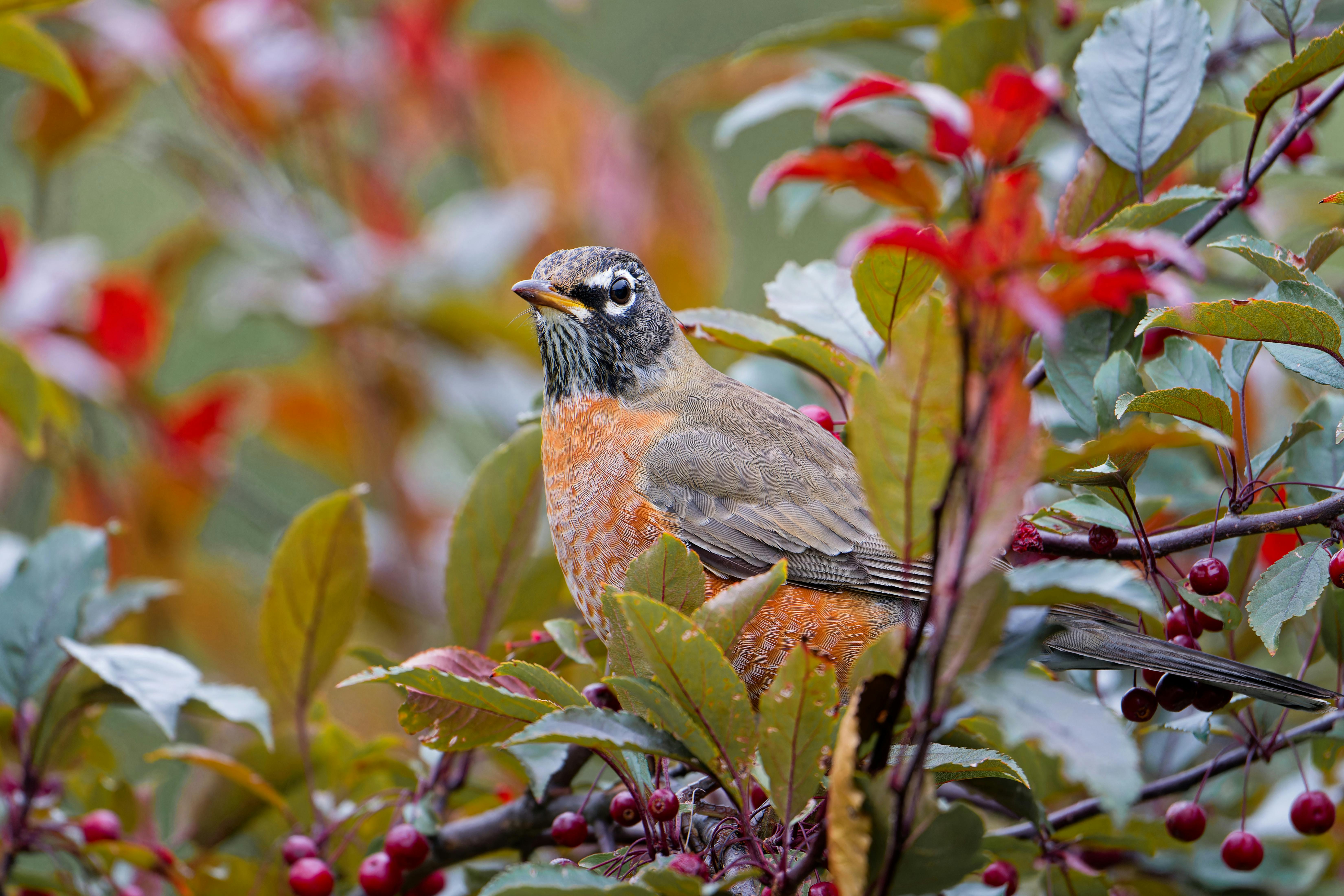American Robin Among Leaves in Autumn · Free Stock Photo