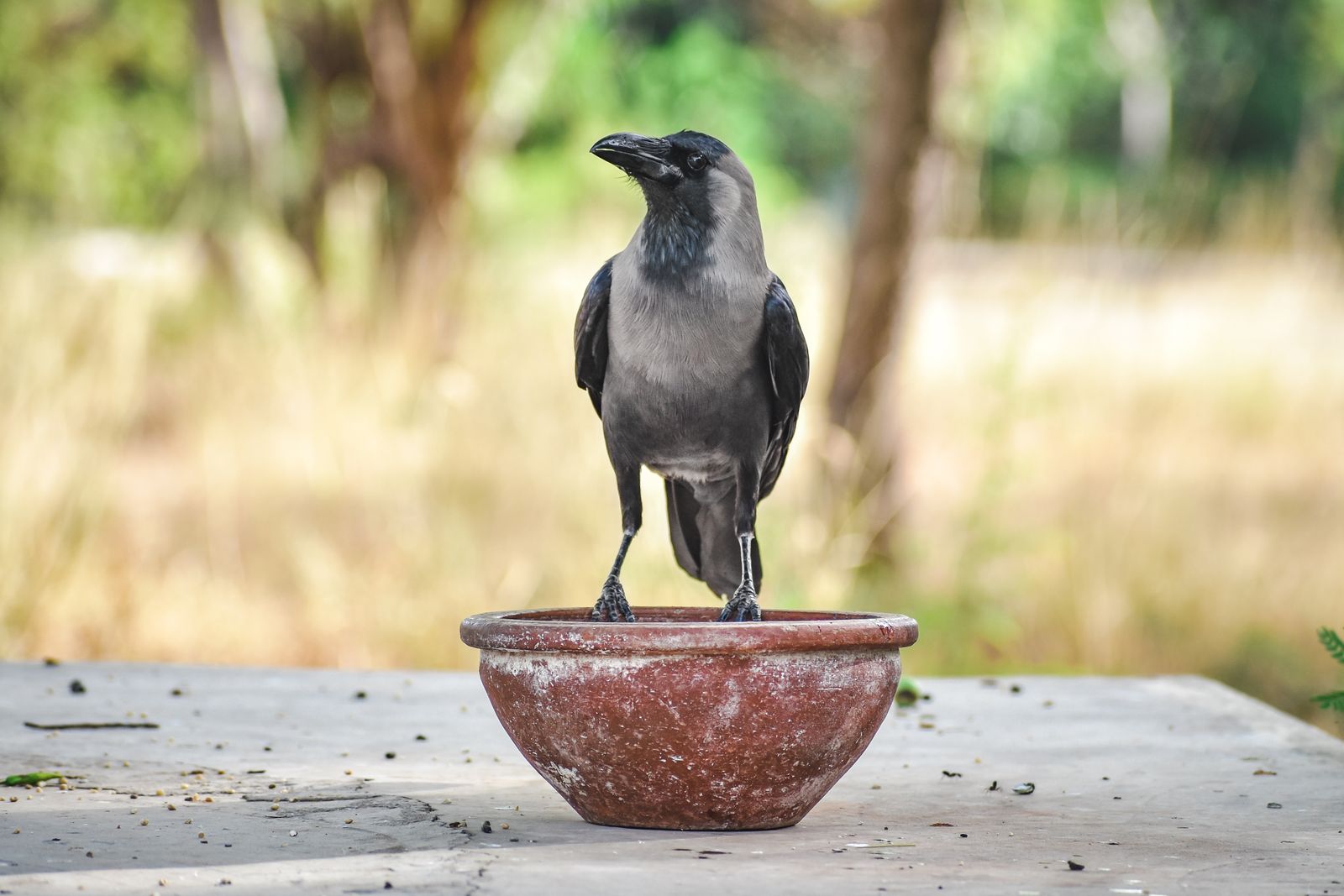 Thirsty Crow Photos, Download The BEST Free Thirsty Crow Stock Photos ...