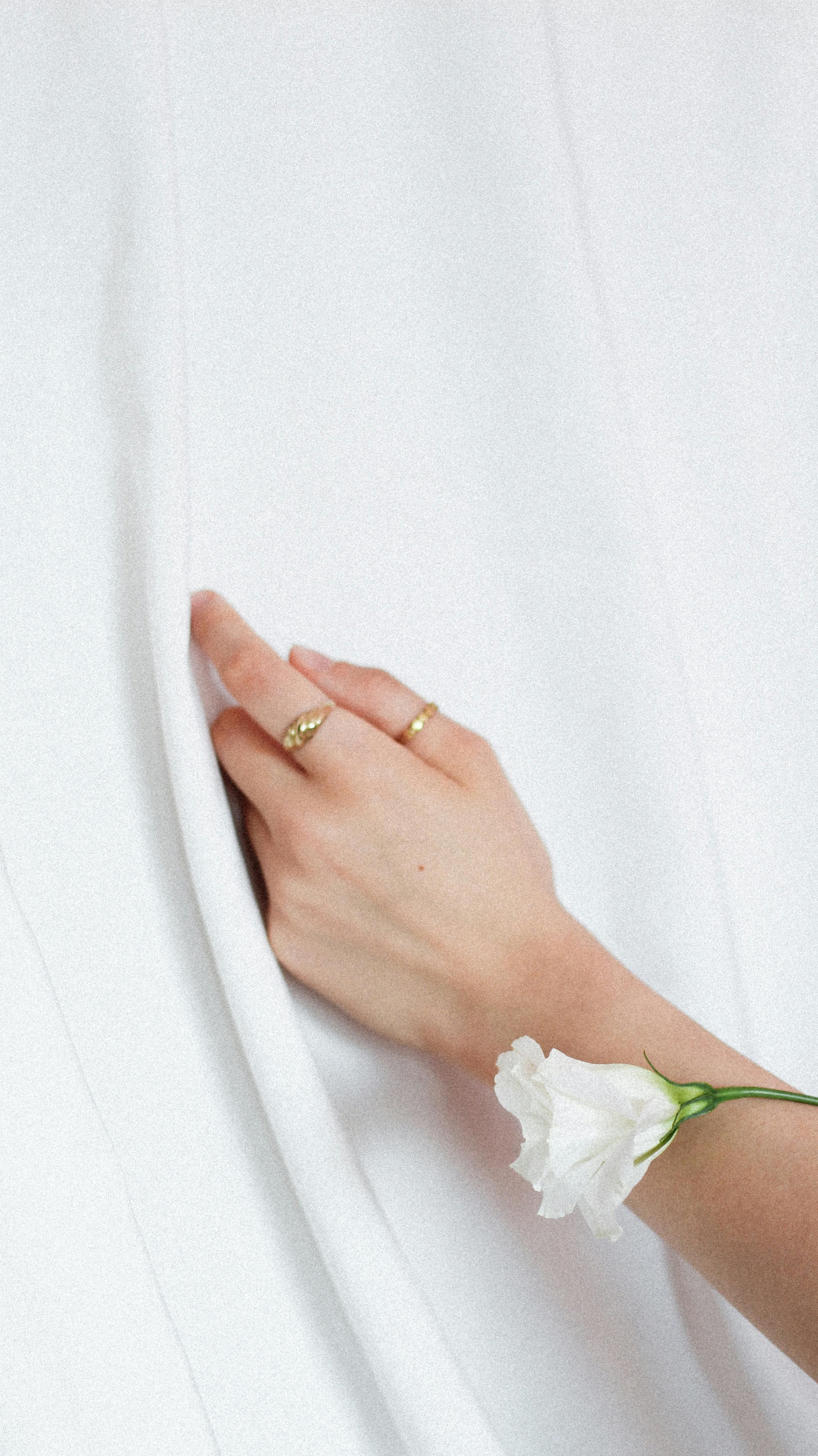 Woman Hand Holding White Rose · Free Stock Photo
