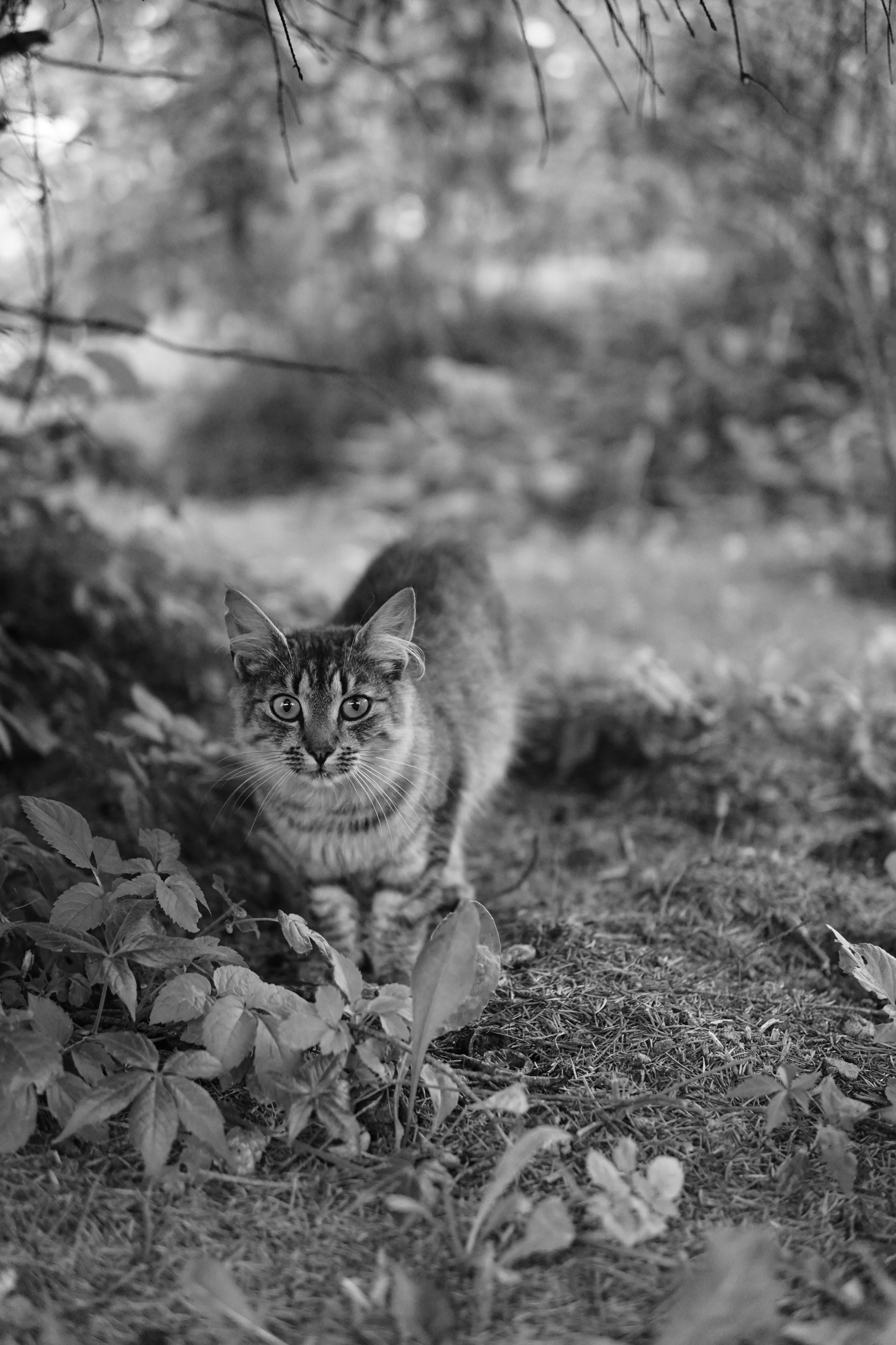 Domestic Lynx Photos, Download The BEST Free Domestic Lynx Stock Photos ...
