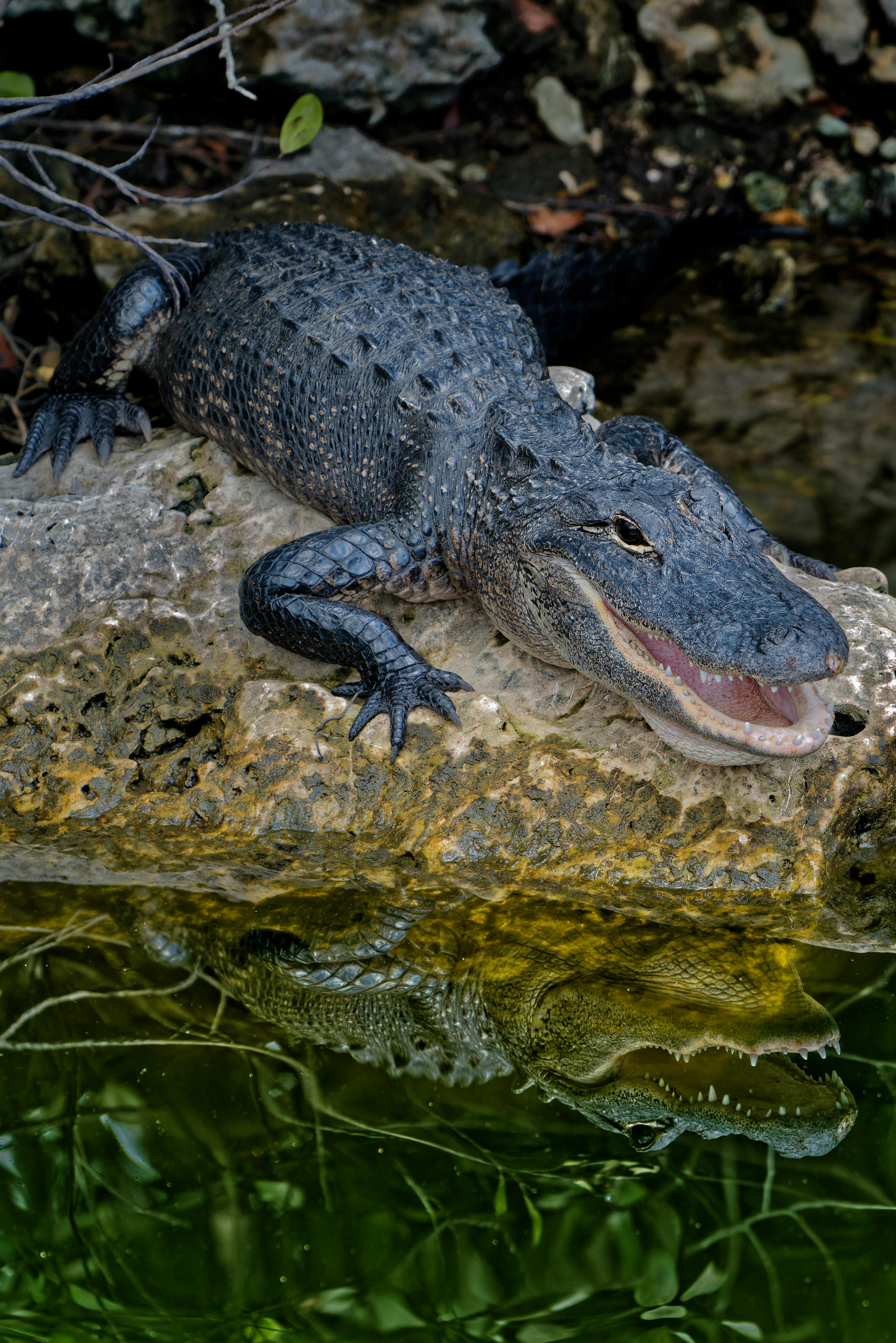 Alligator Lying on a Rock by Water · Free Stock Photo