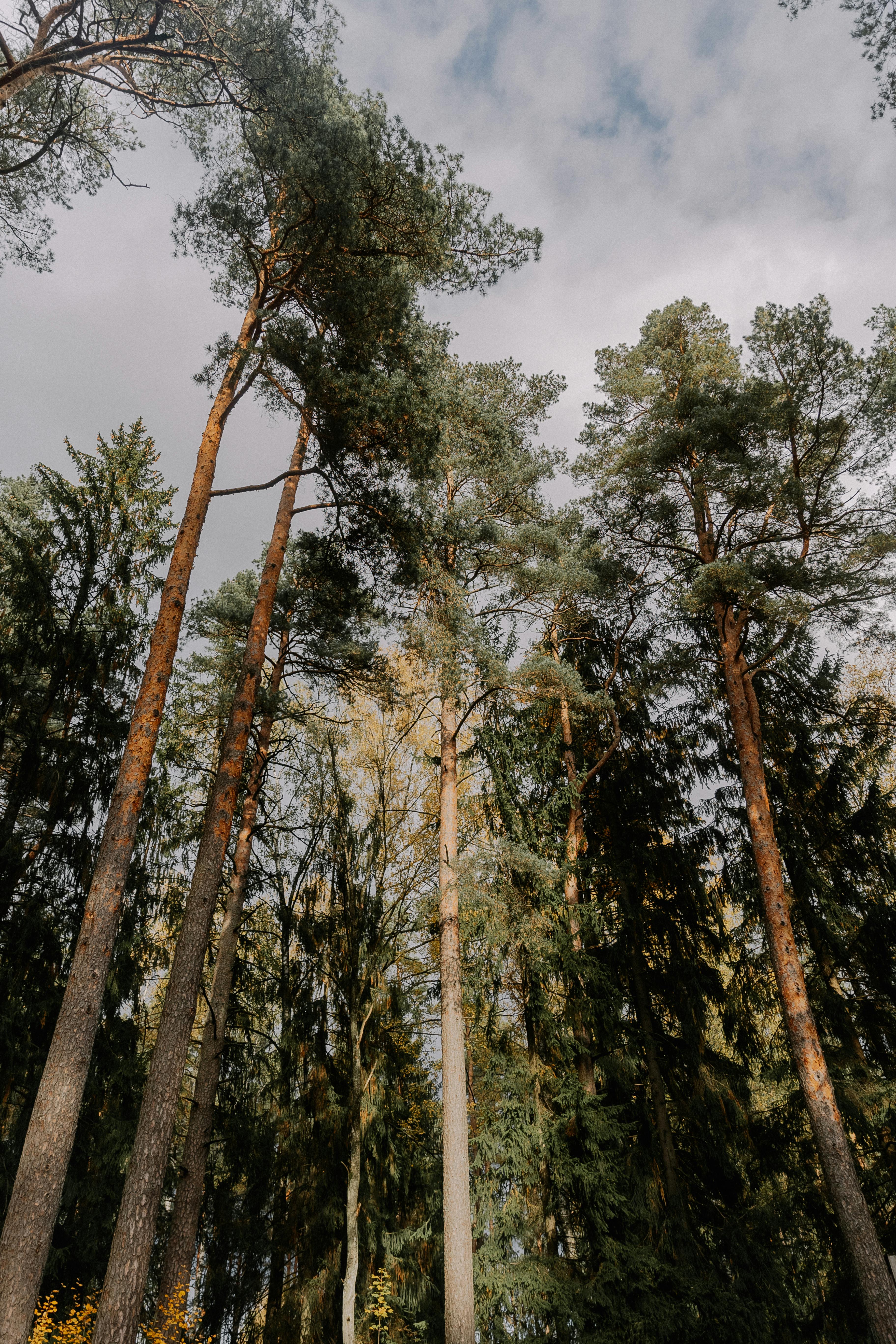 Tall, Evergreen Trees in Forest · Free Stock Photo