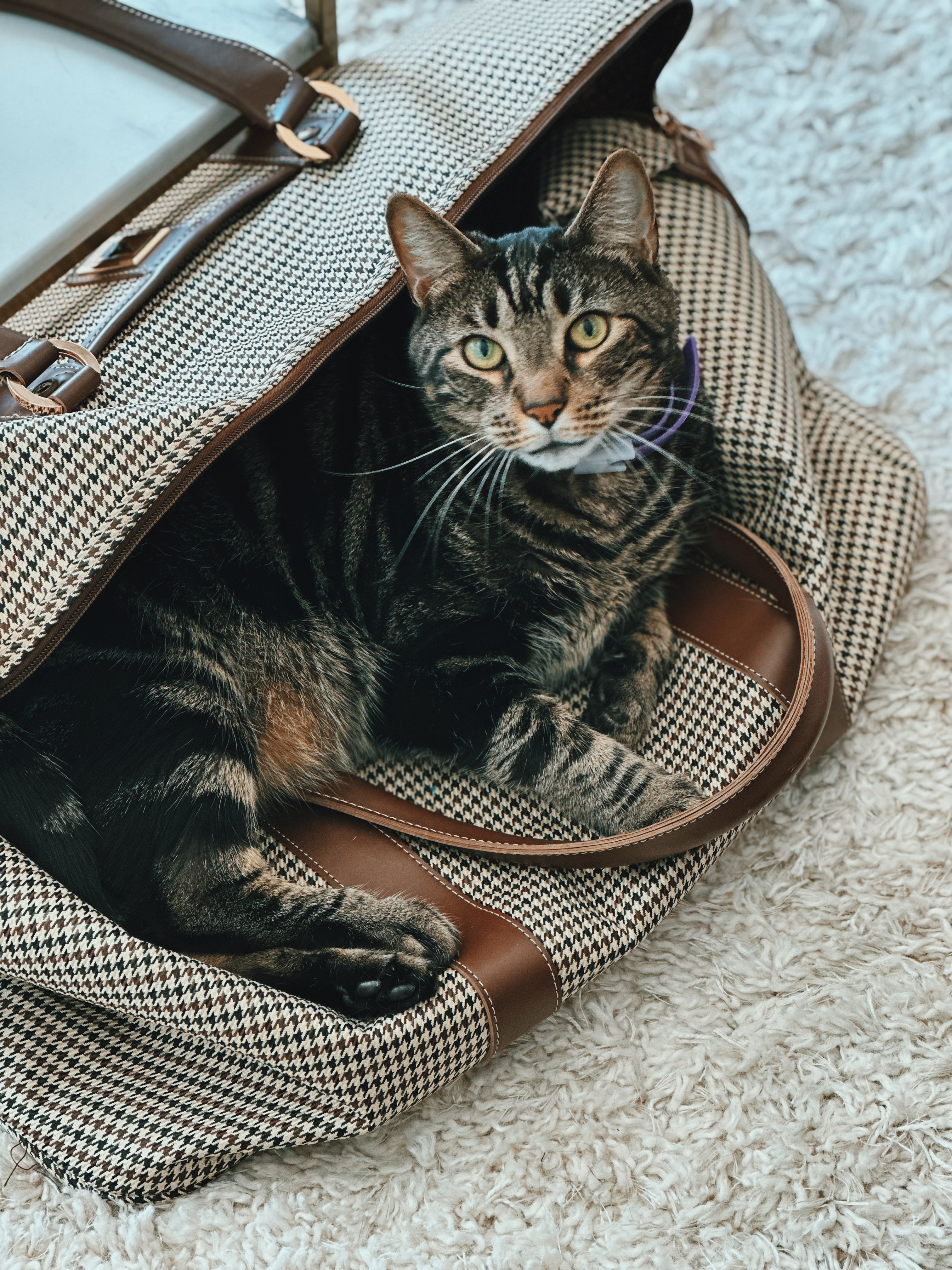 Clark the Cat in London Fog · Free Stock Photo