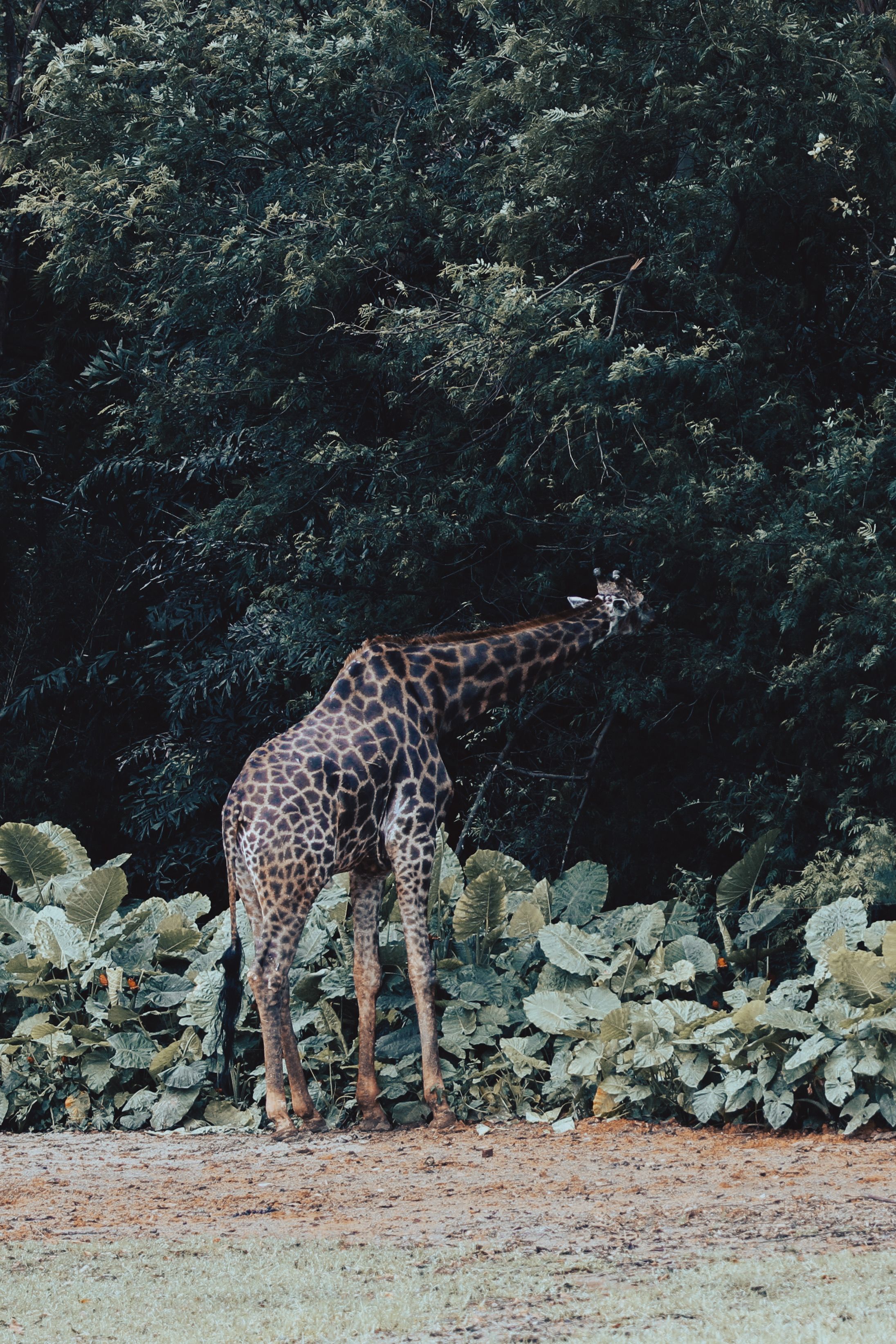 Giraffe in Nature · Free Stock Photo