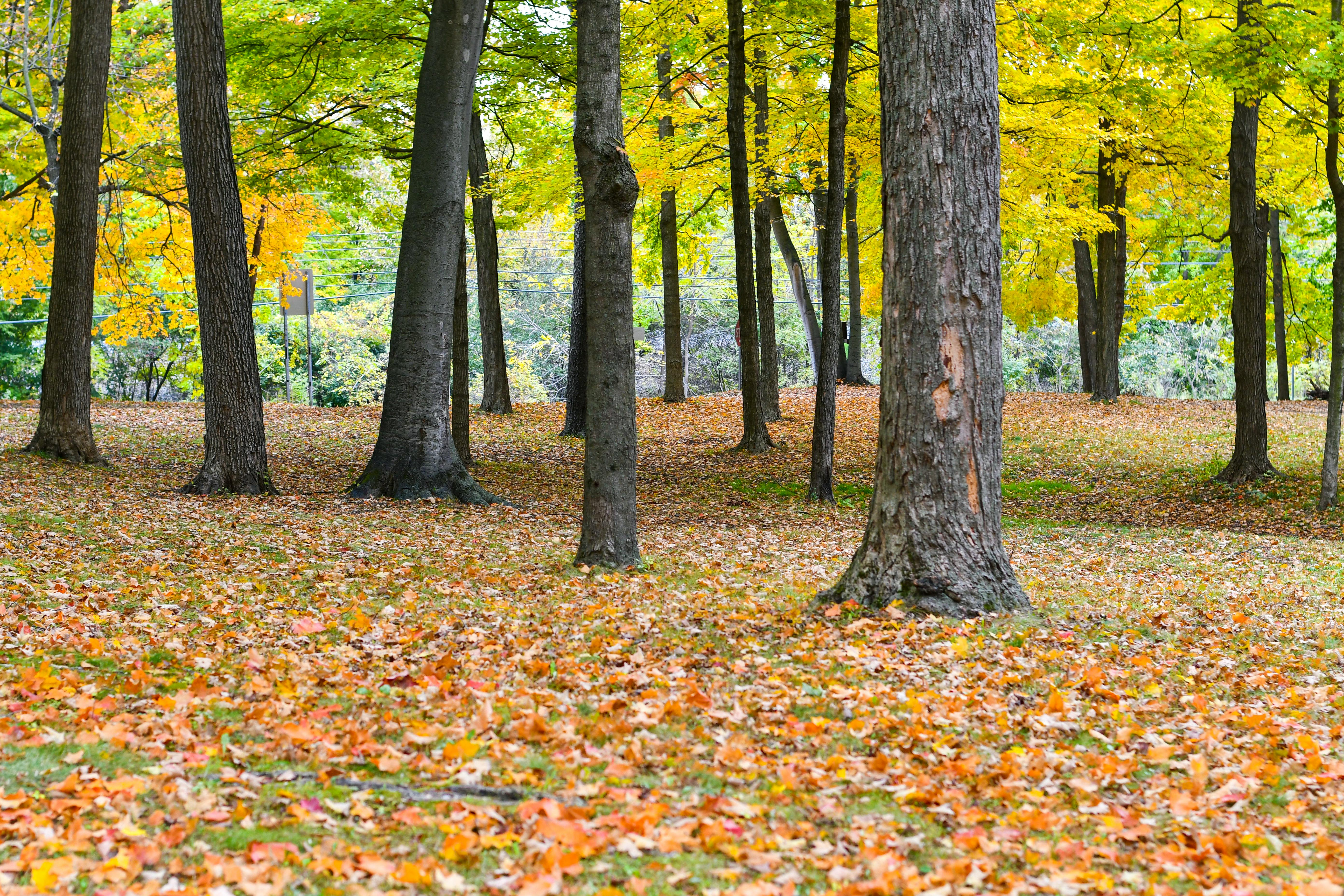 Fallen Leaves under Trees in a Park · Free Stock Photo