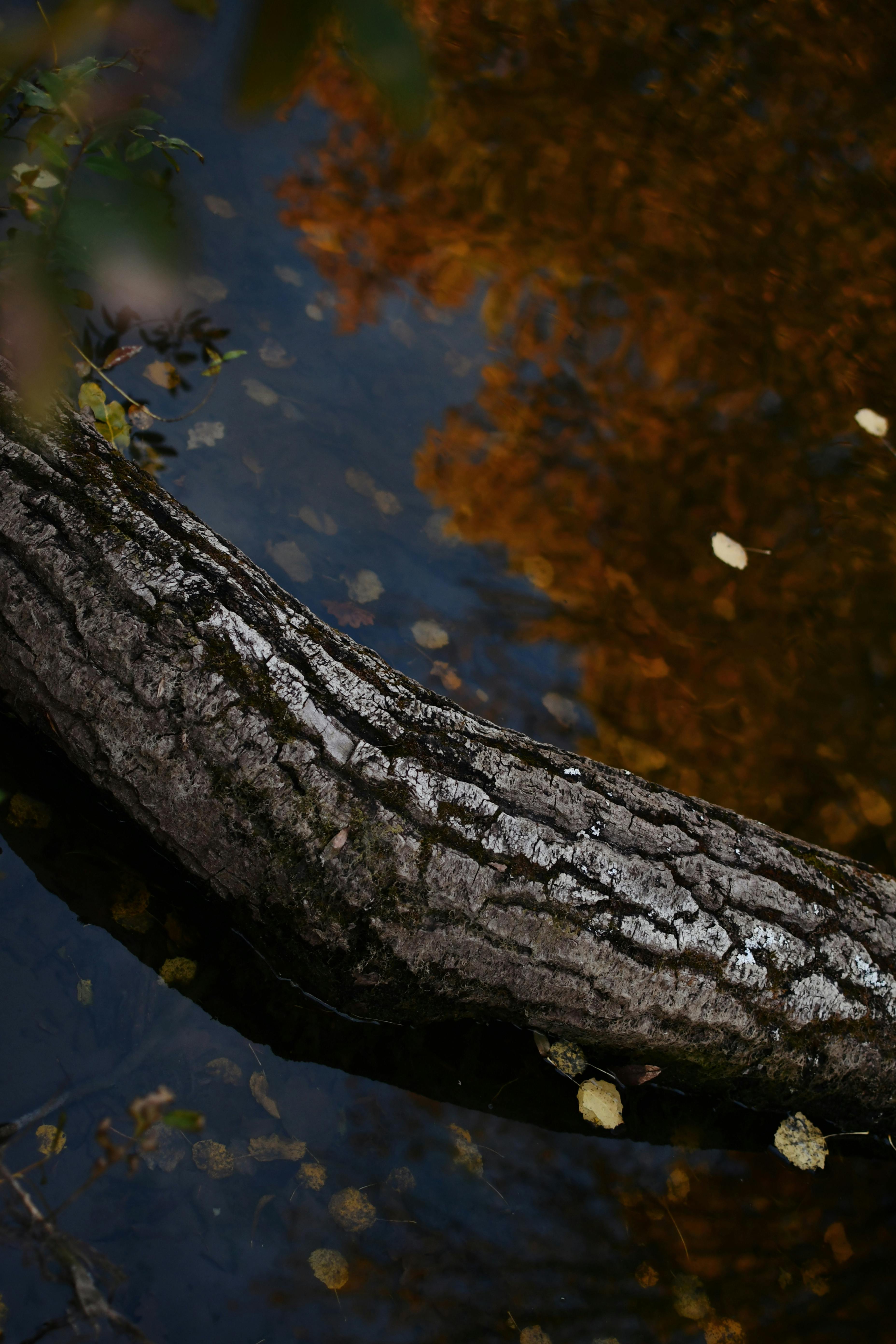 Close up of Branch in Water · Free Stock Photo