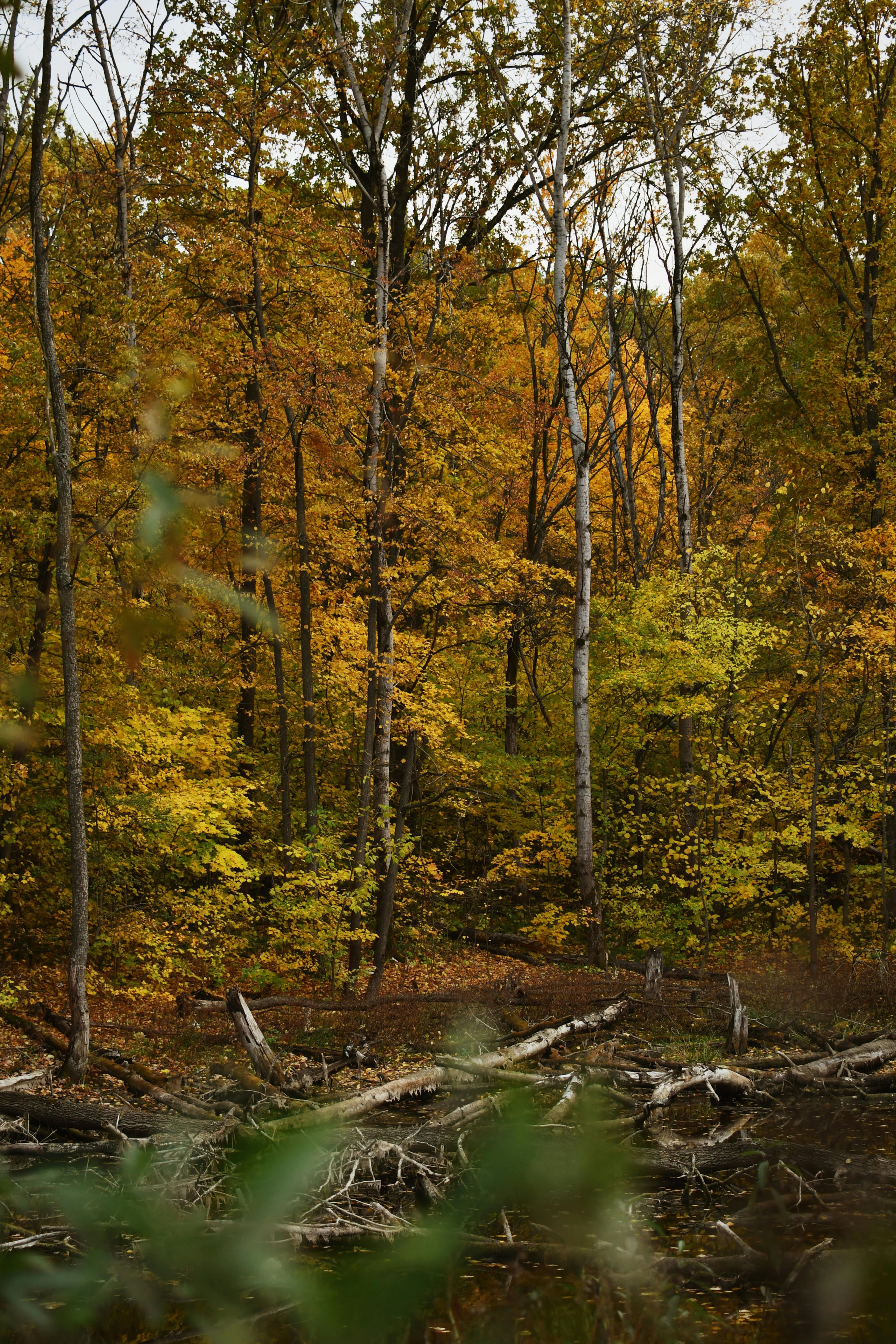 Colorful Forest in Fall · Free Stock Photo