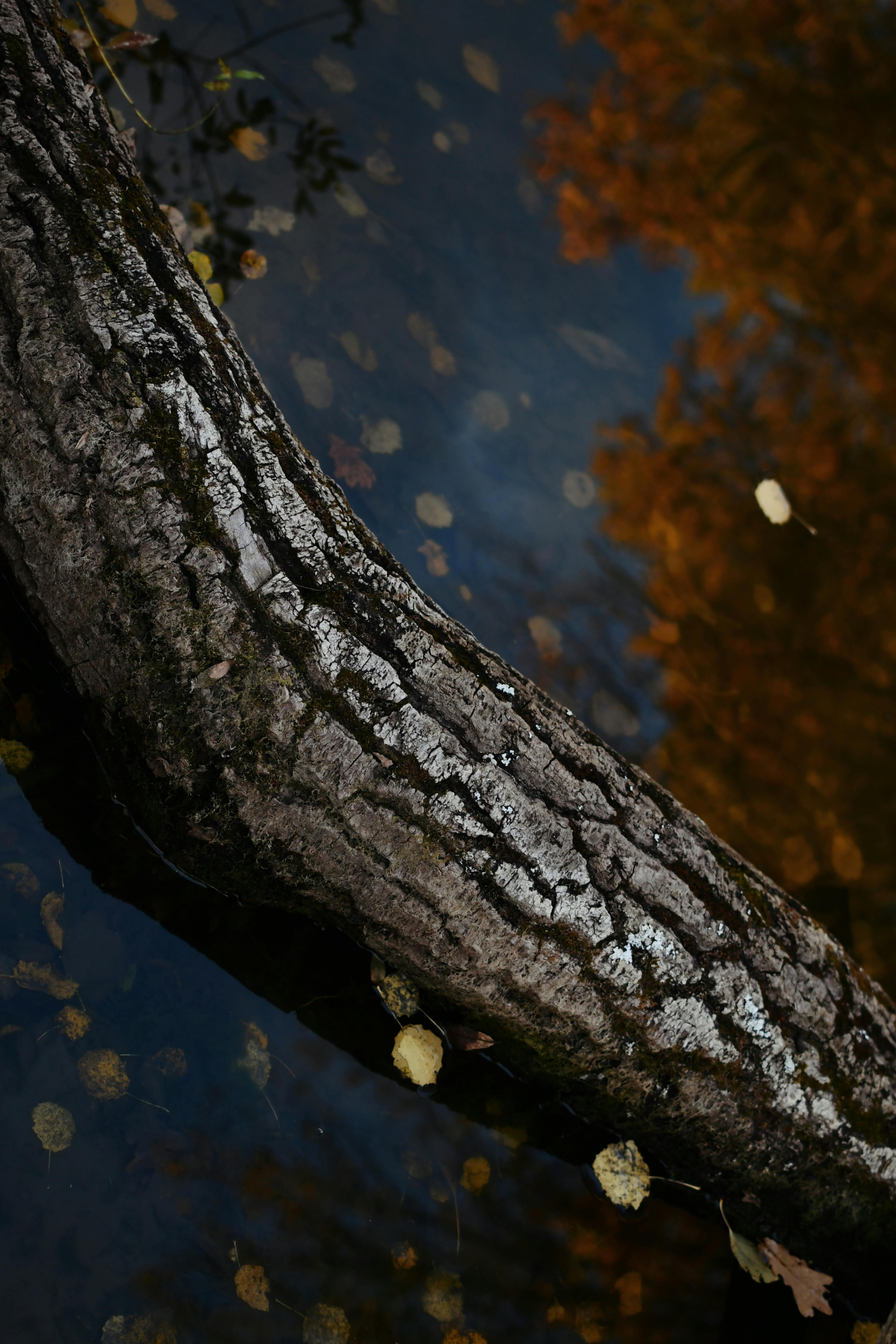 Tree Log in Water · Free Stock Photo