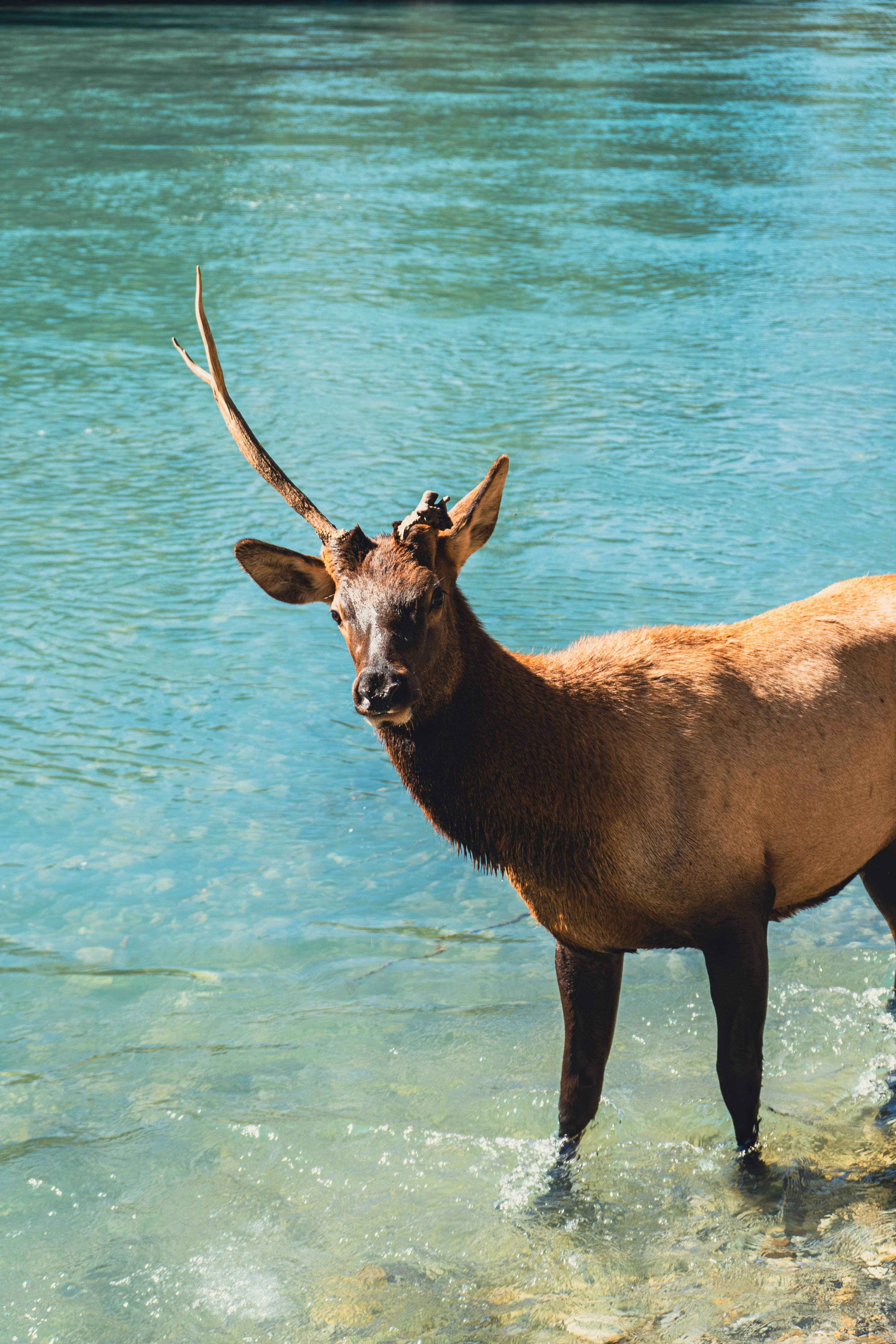Brown Elk Standing on Grassland · Free Stock Photo
