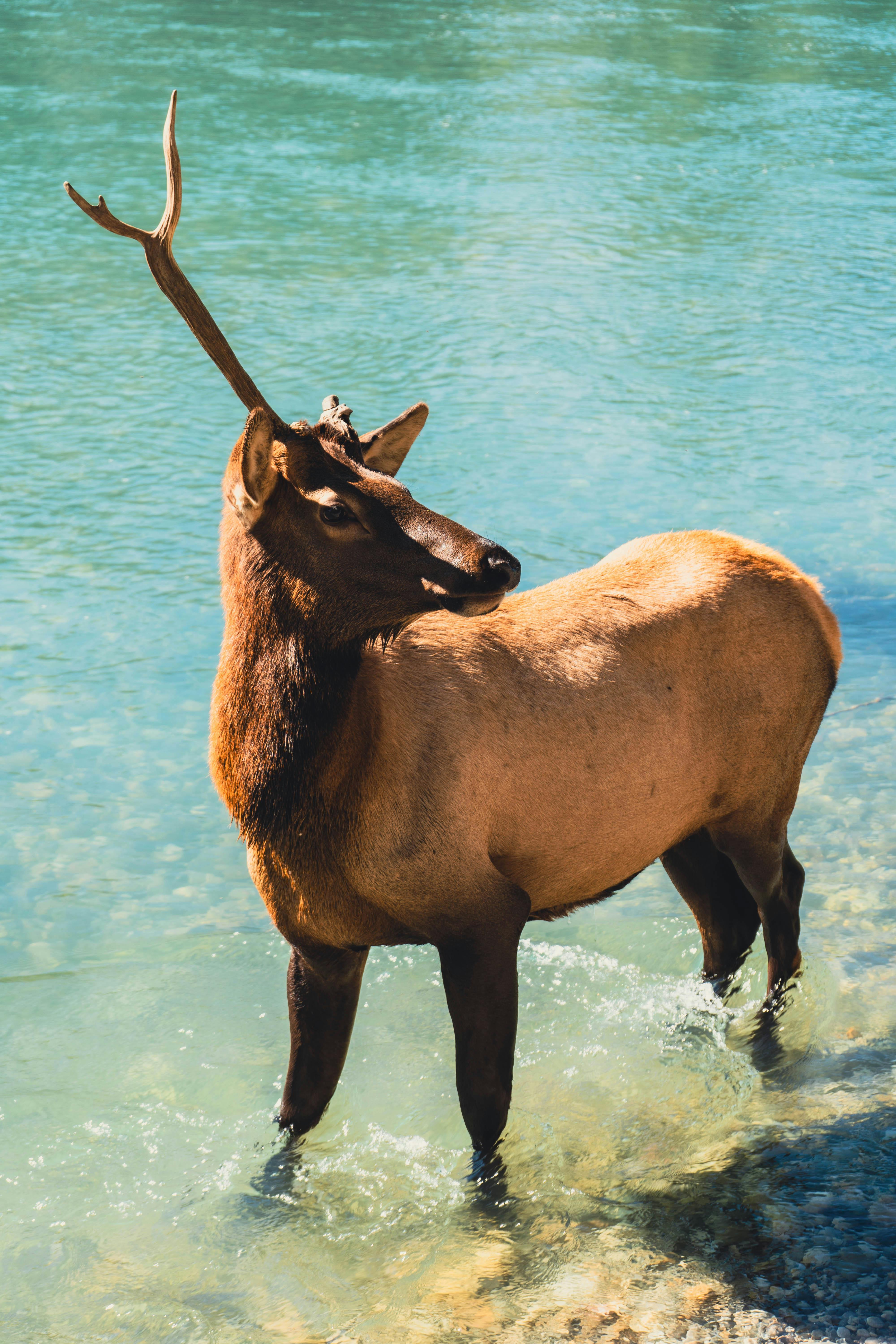 Brown Elk Standing on Grassland · Free Stock Photo