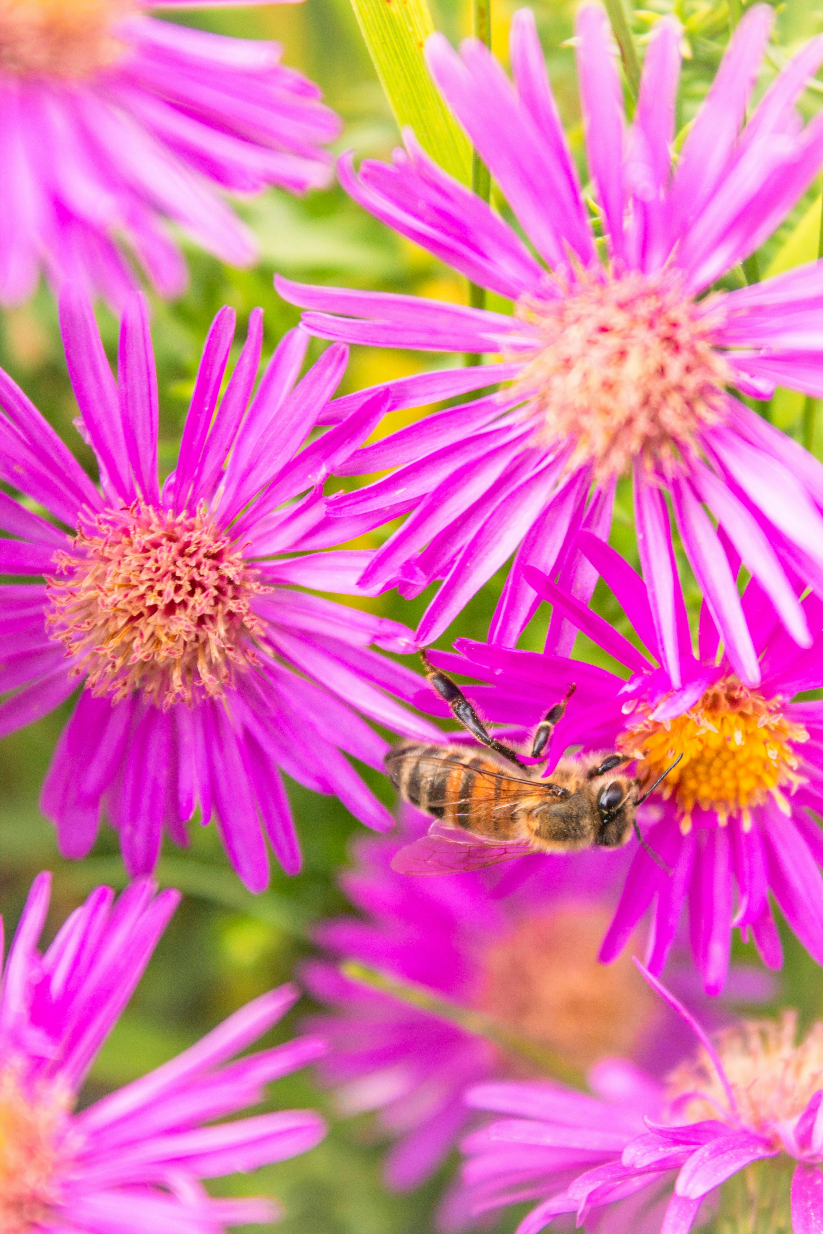 Bee on Flower · Free Stock Photo