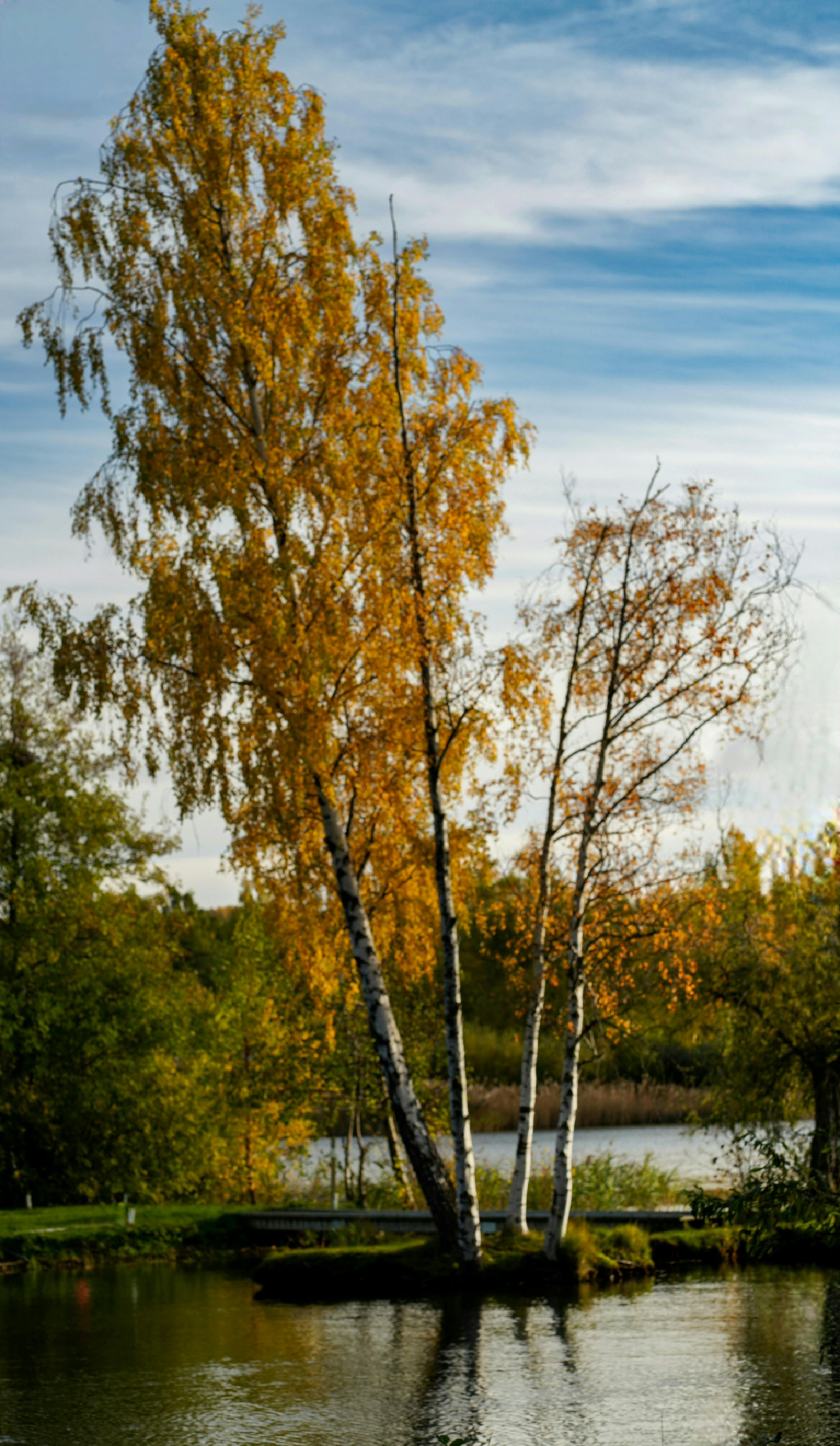 Tree by the Water · Free Stock Photo