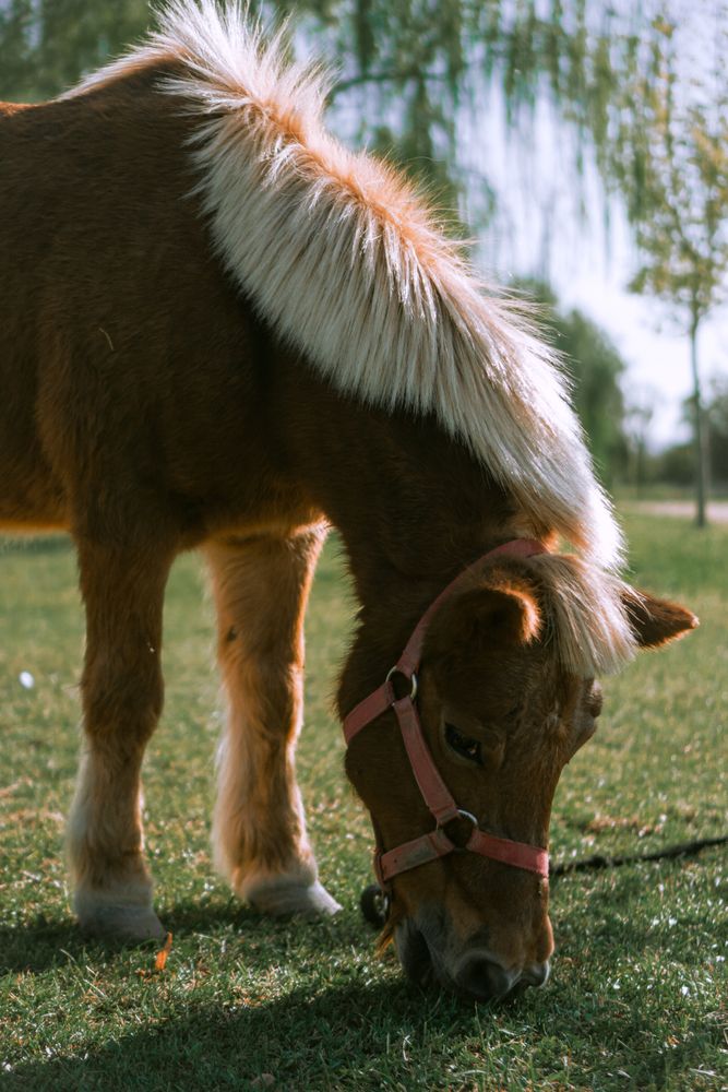 Brown Pony Photos, Download The BEST Free Brown Pony Stock Photos & HD ...