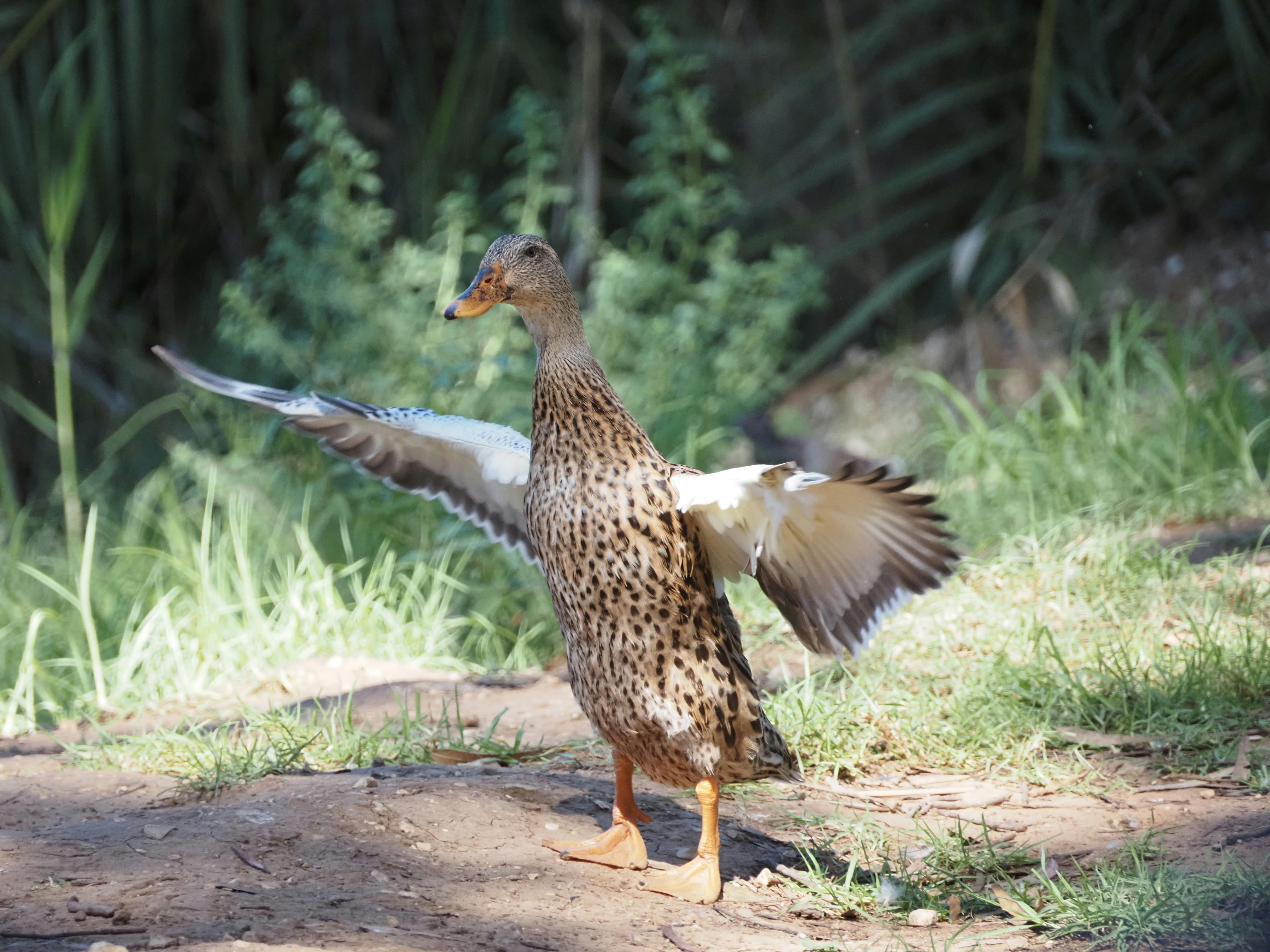 Close up of Standing Duck · Free Stock Photo