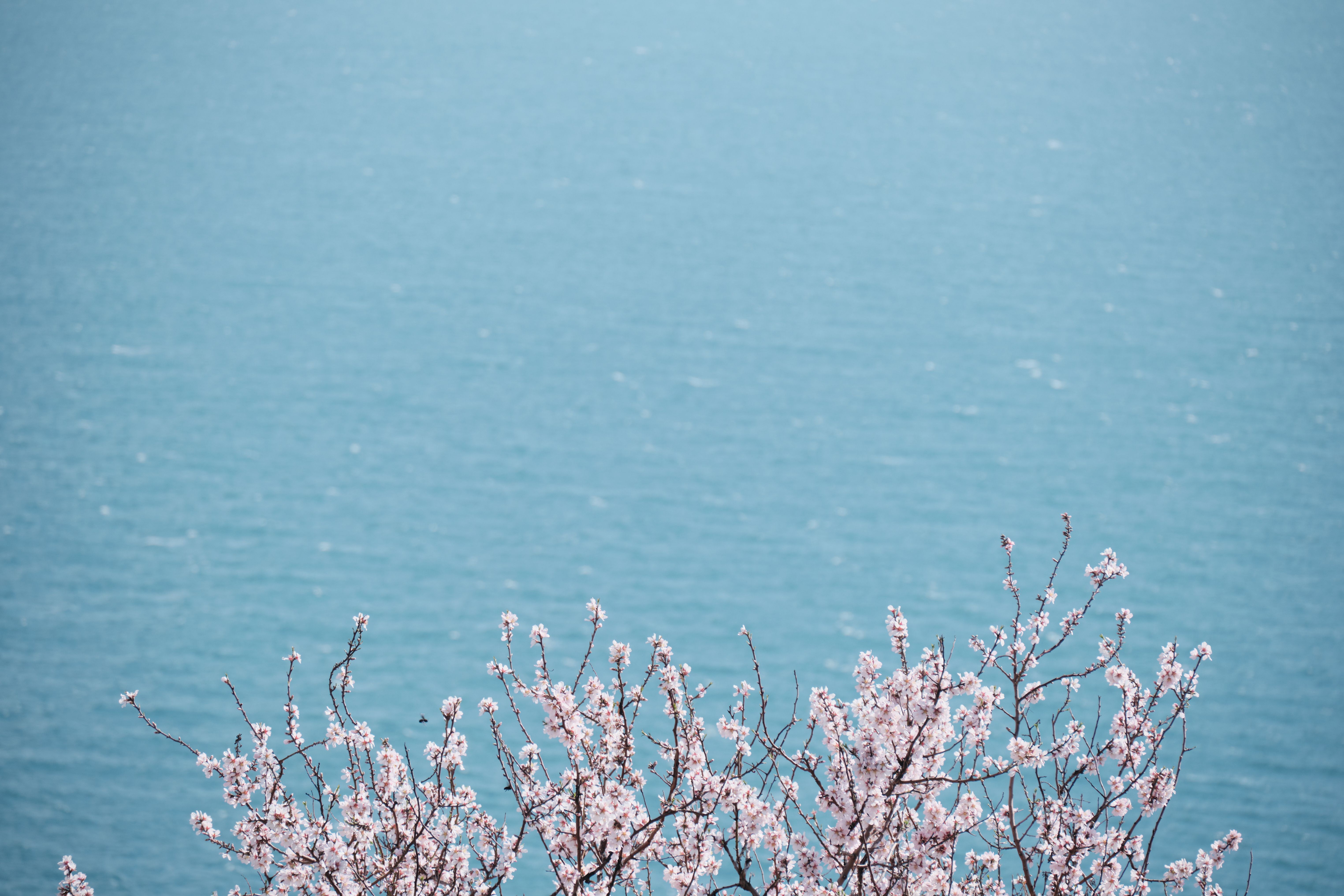 Flowers In Water Desktop Wallpaper Photos, Download The BEST Free ...