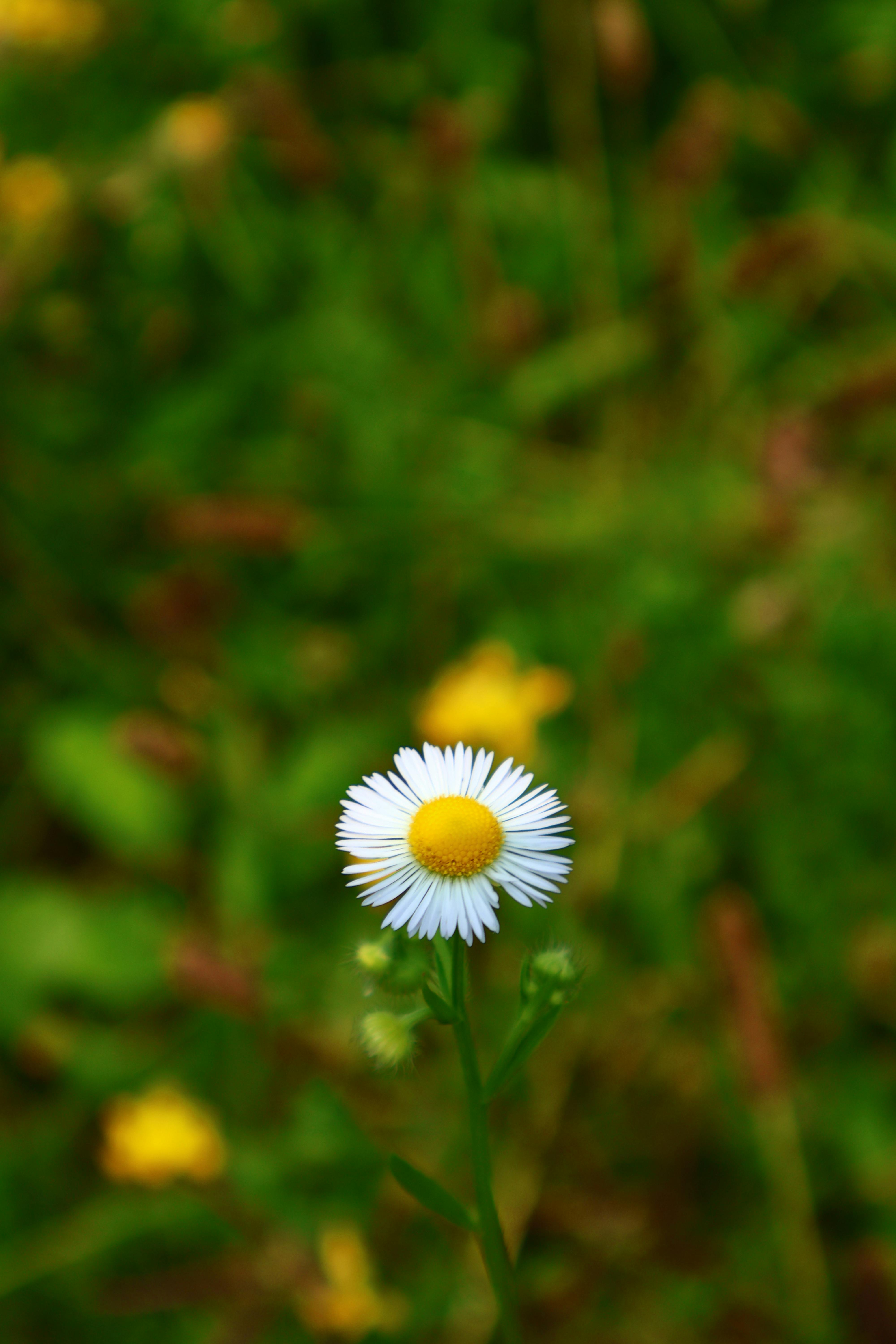 Cute Daisy Flower · Free Stock Photo