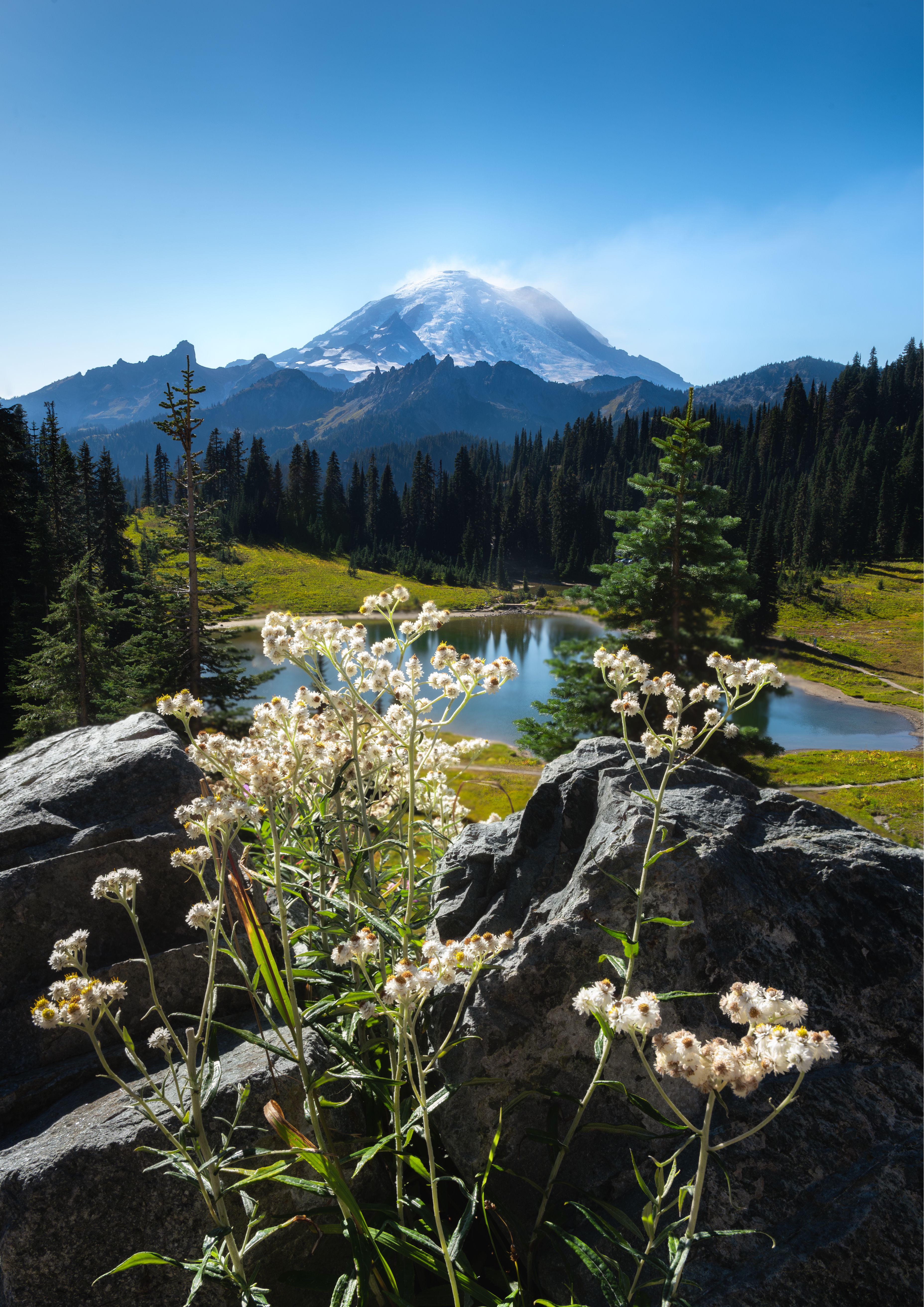 Panorama of Tipsoo Lake and Mount Rainier · Free Stock Photo