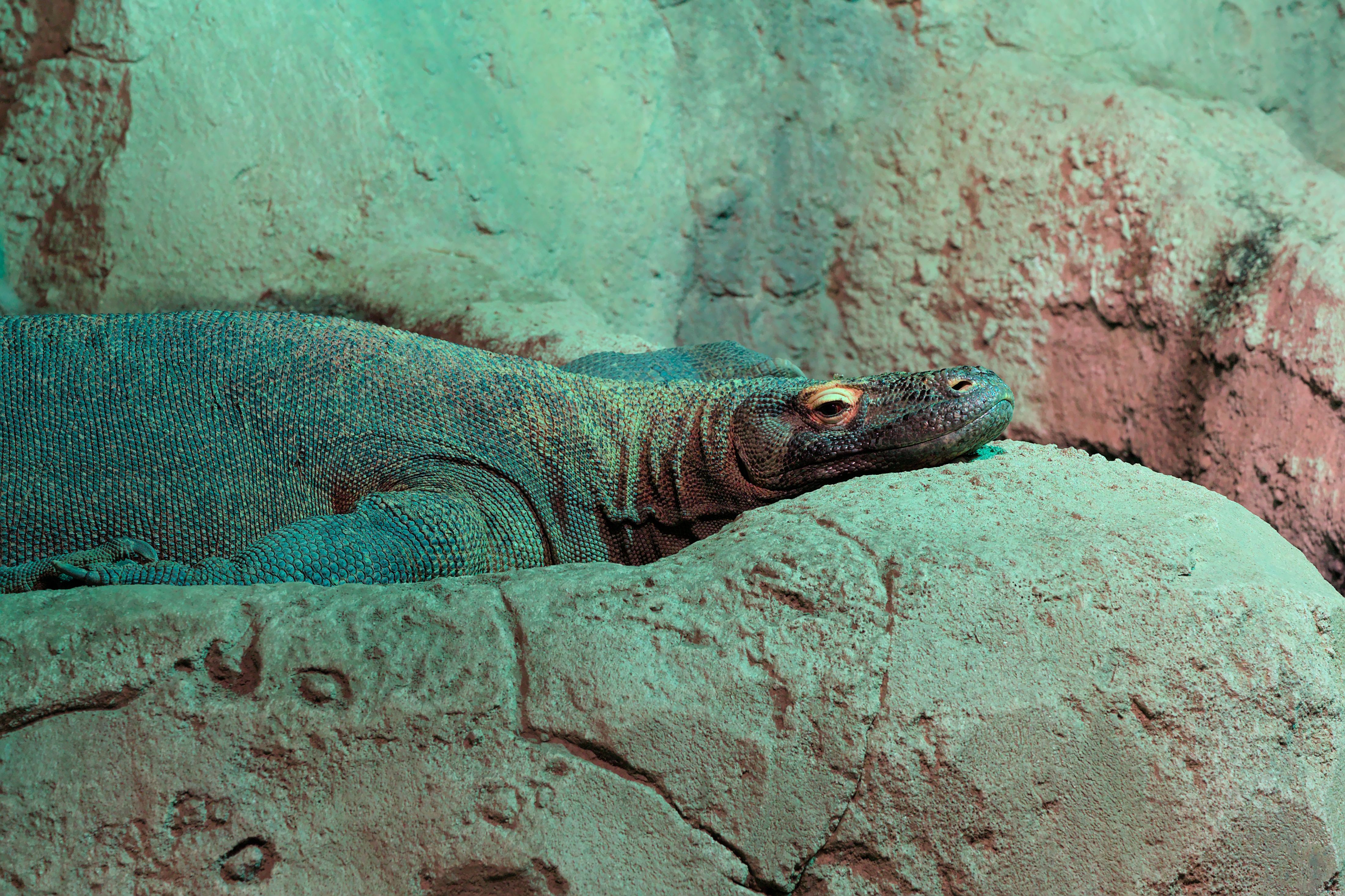 Komodo Dragon Resting on Rocks · Free Stock Photo
