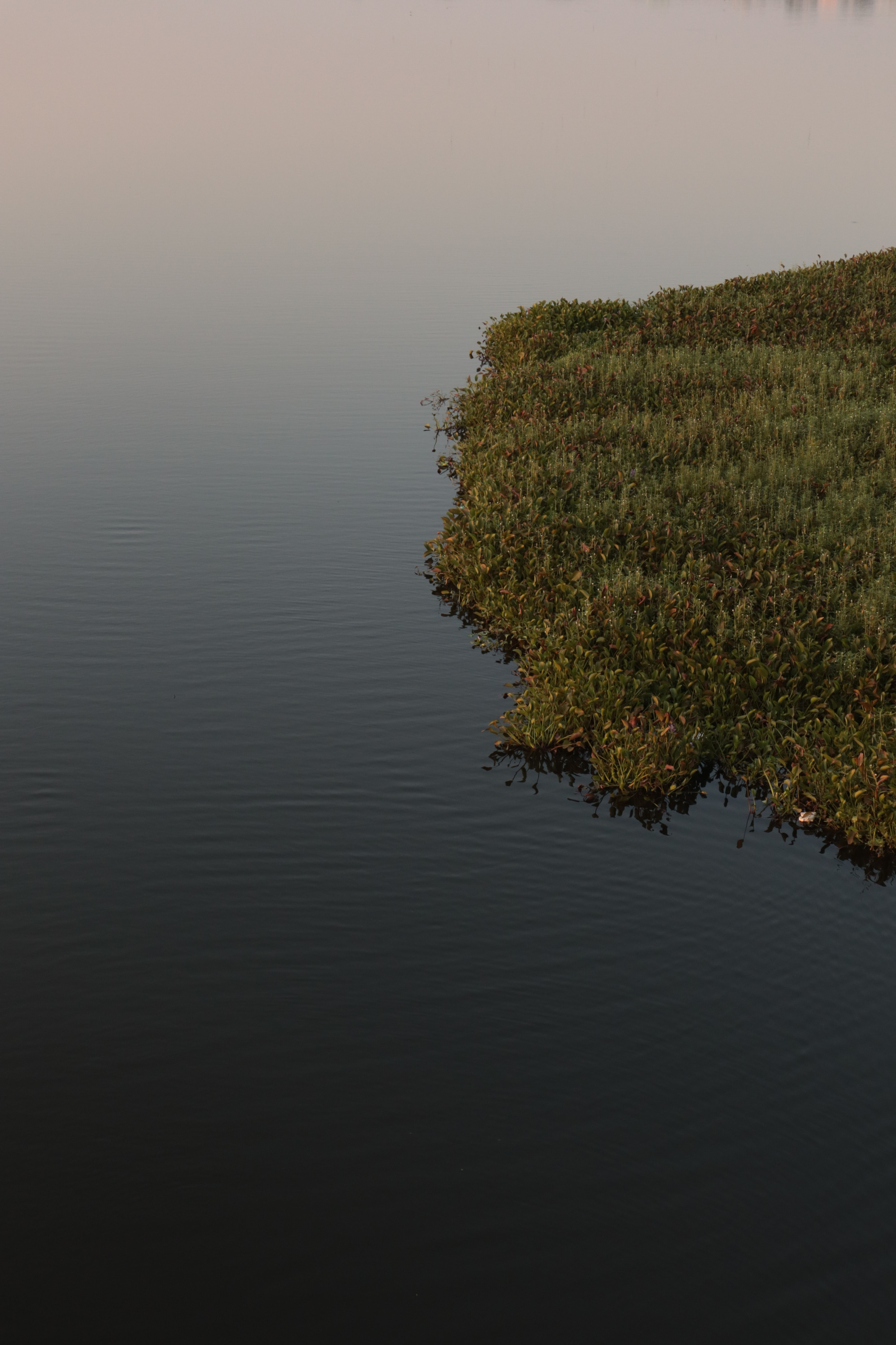 Lakeshore with Rushes · Free Stock Photo