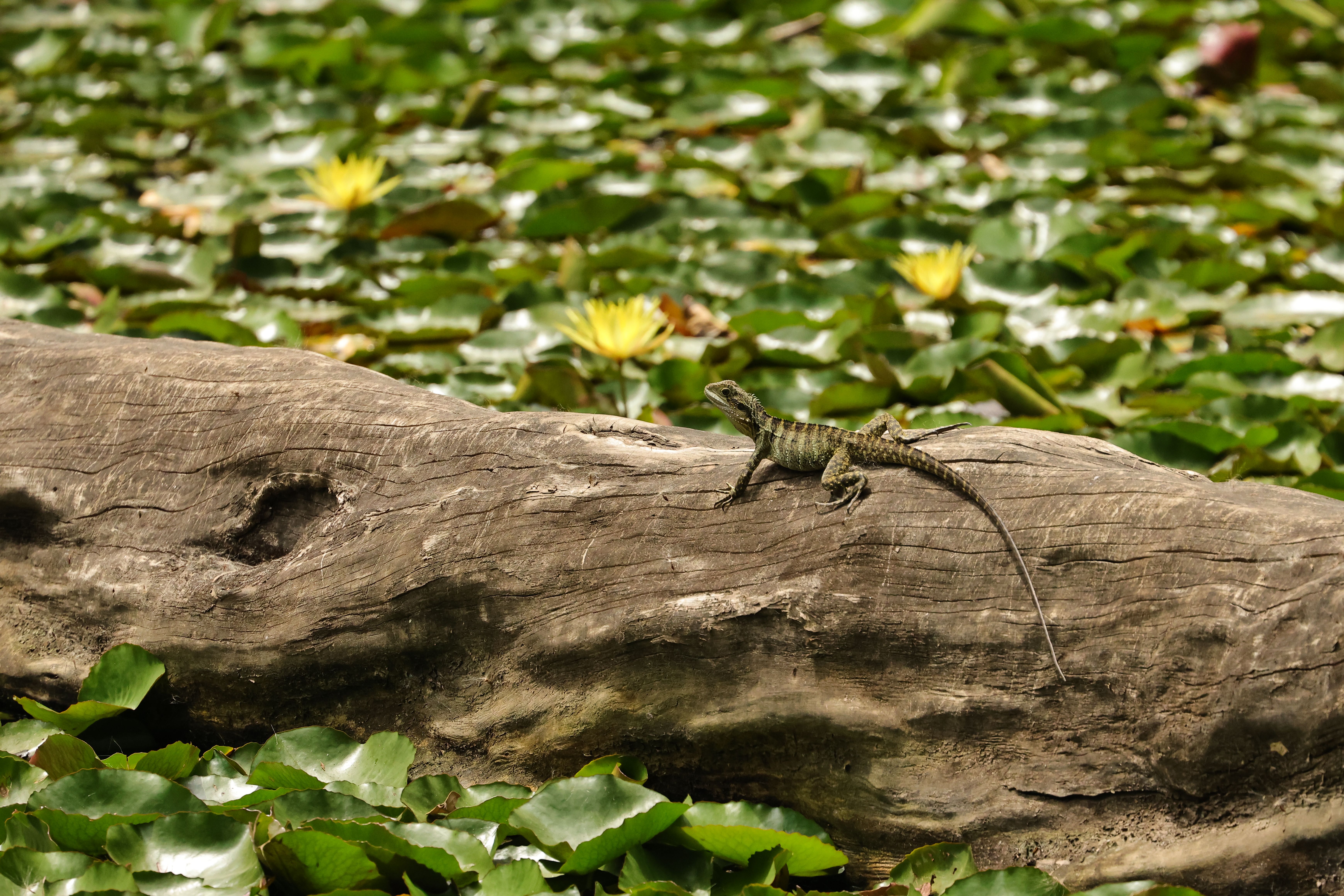 Lizard on a Log in a Pond Among Water Lily Leaves · Free Stock Photo