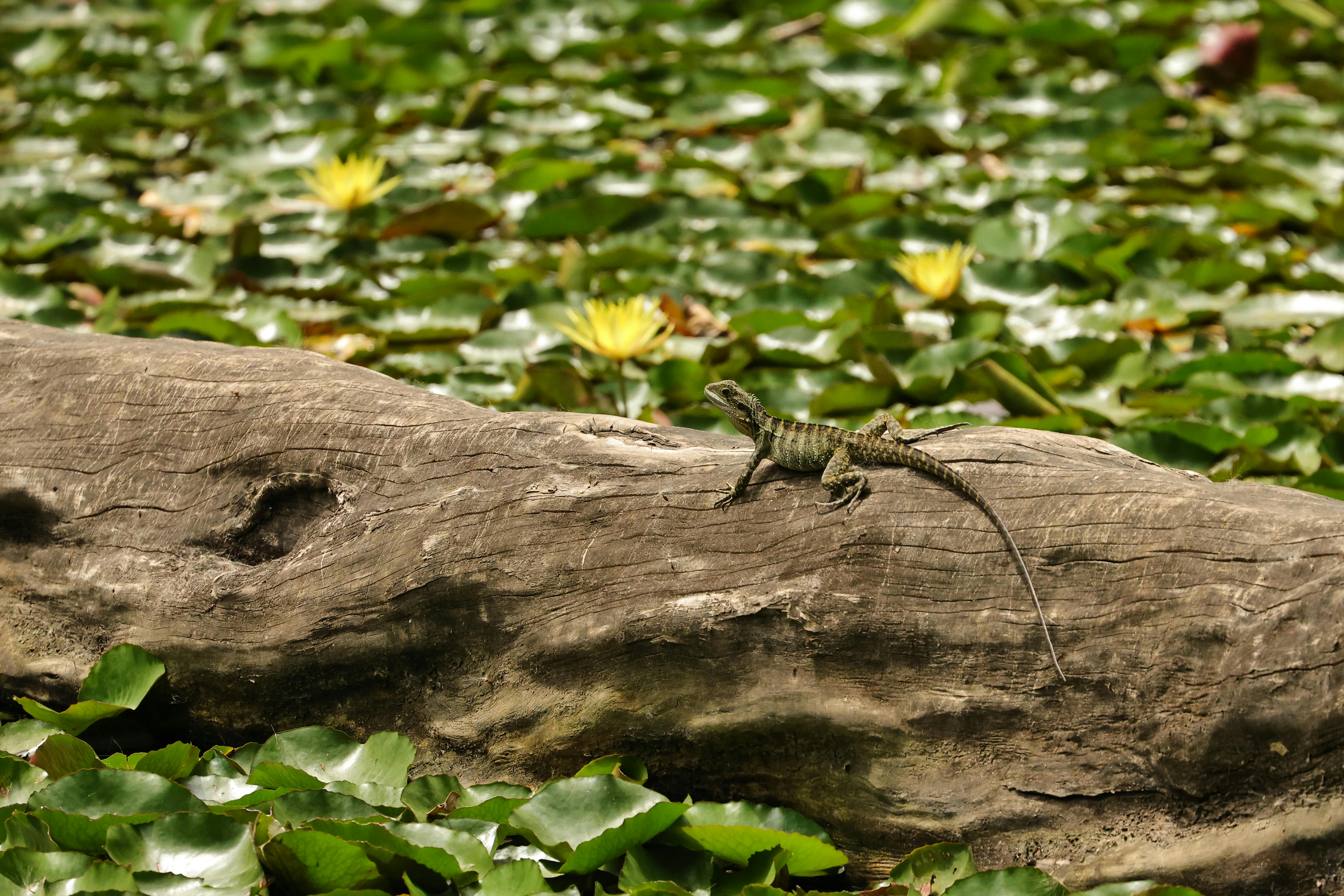 Cinematic Log Photes Photos, Download The BEST Free Cinematic Log ...