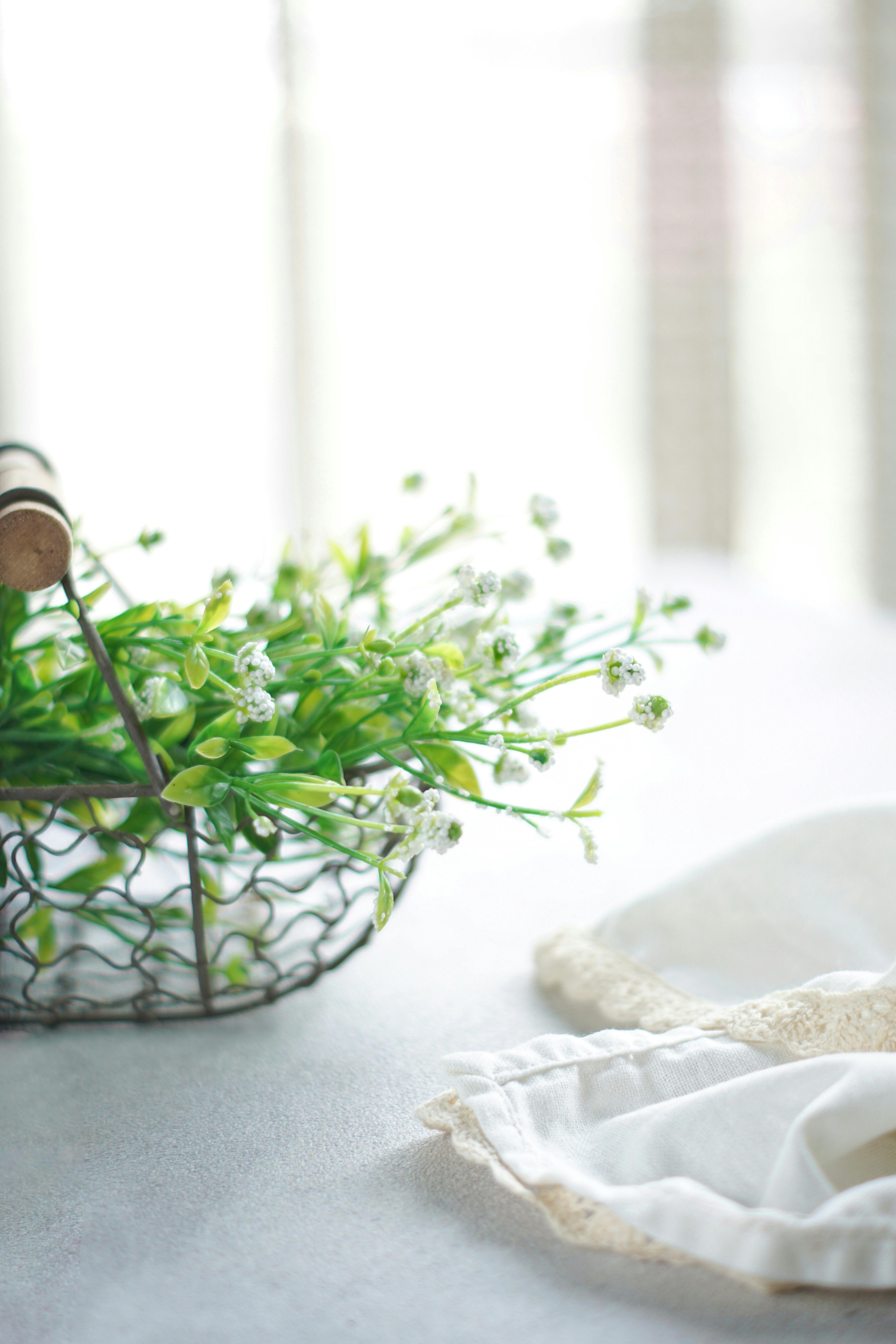 Herbs Aesthetic Photos, Download The BEST Free Herbs Aesthetic Stock ...