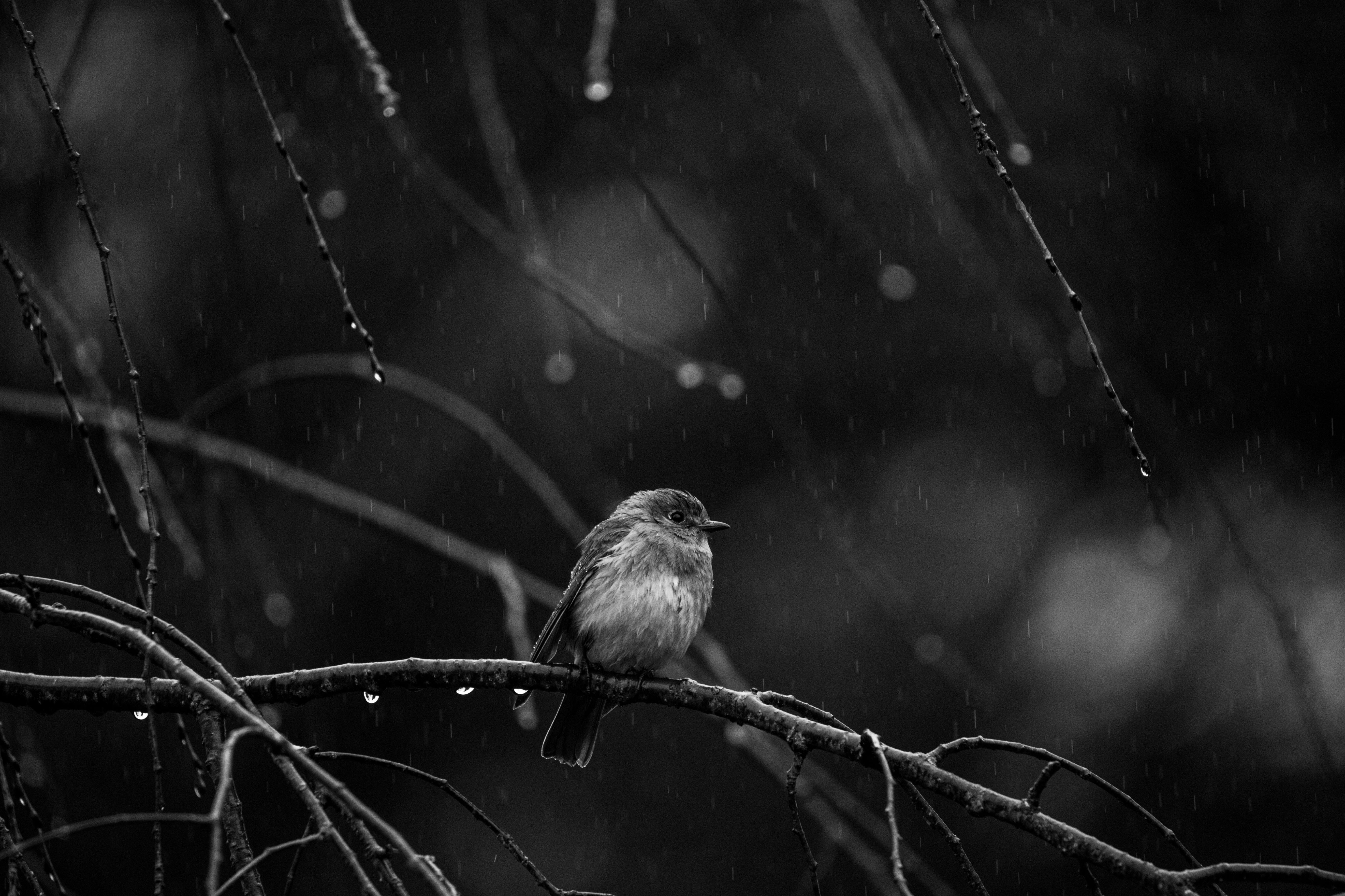 Bird In Rain Photos, Download The BEST Free Bird In Rain Stock Photos ...