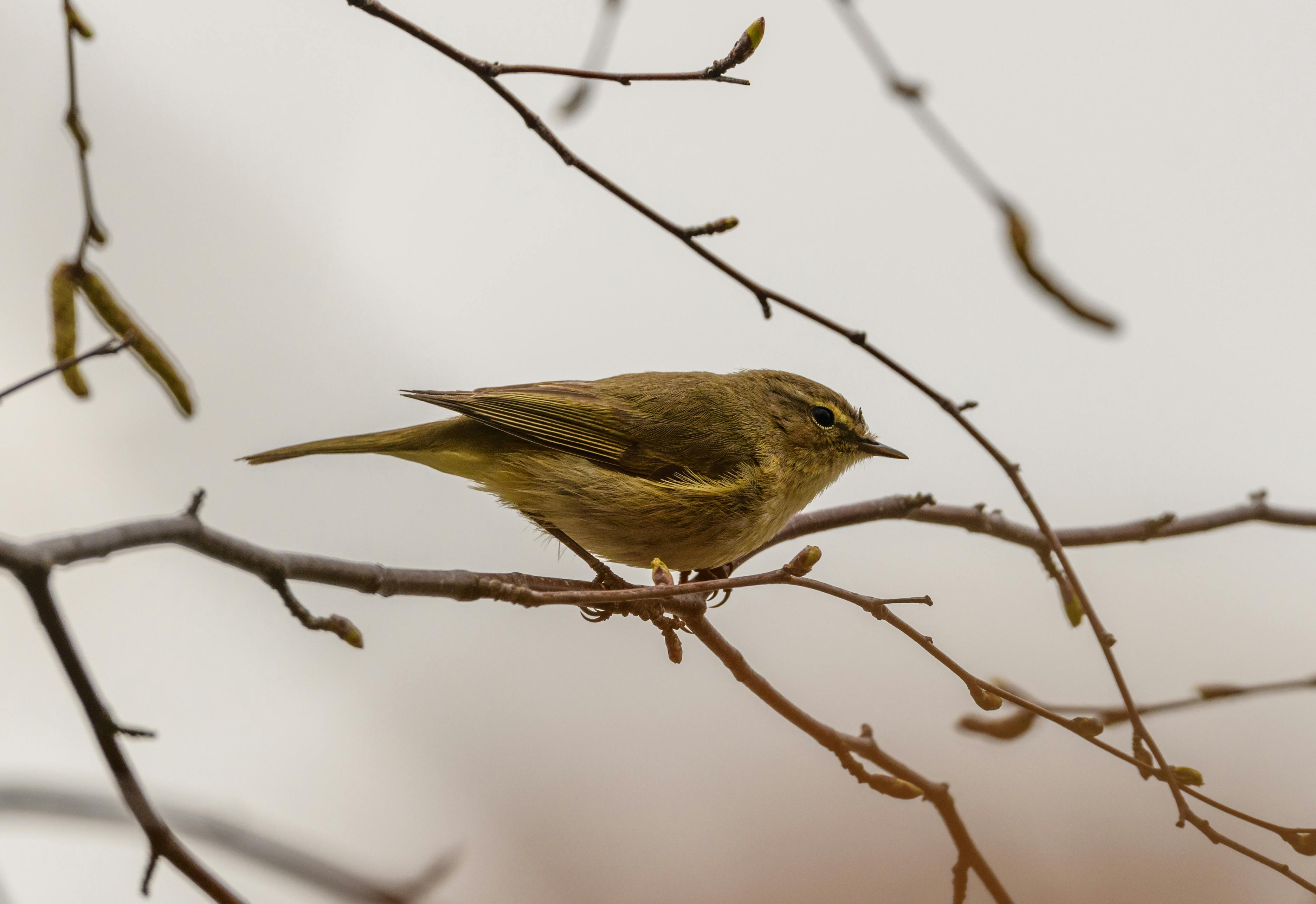 Chiffchaff Photos, Download The BEST Free Chiffchaff Stock Photos & HD ...