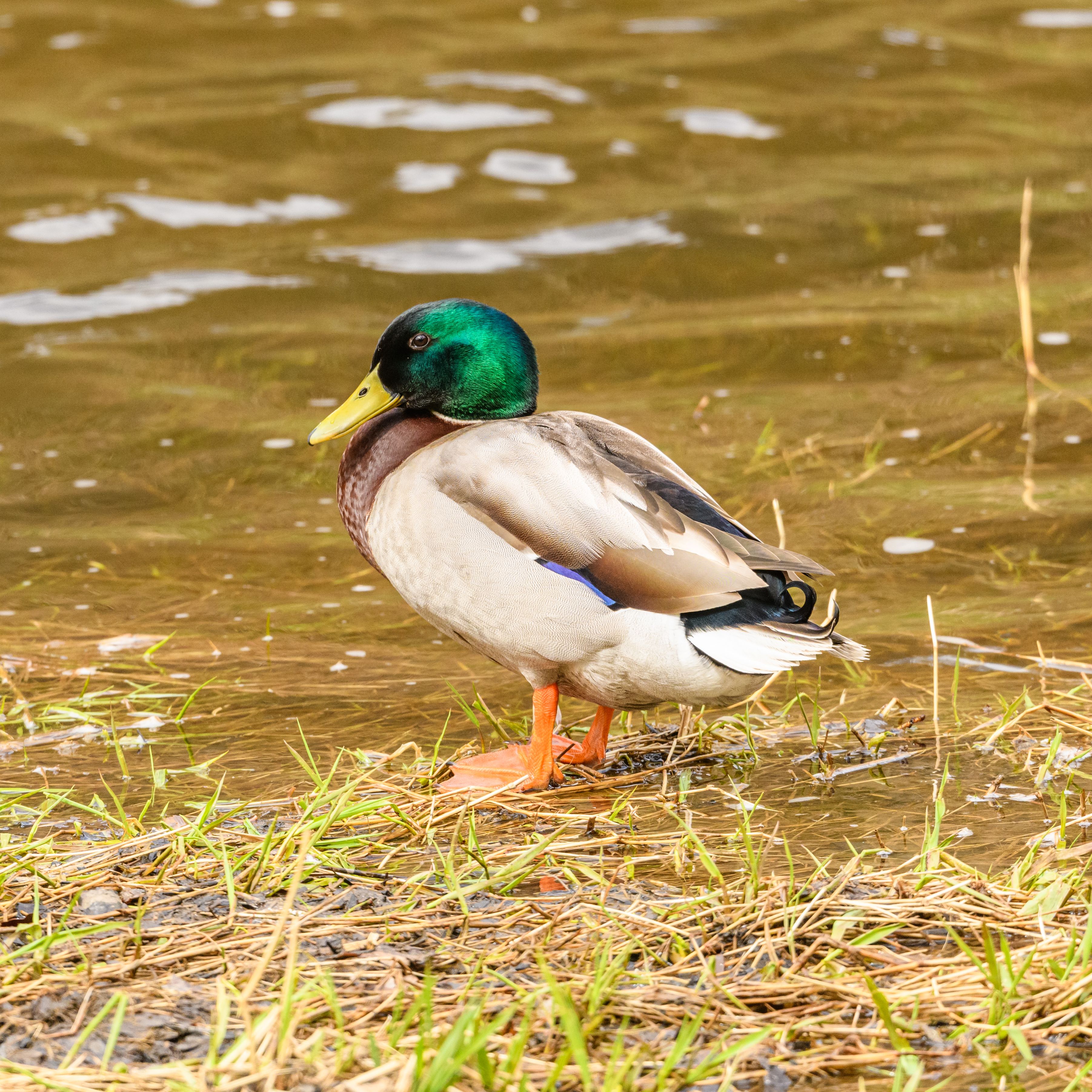 Depth of Field Photography of Mallard Duck on Body of Water · Free ...