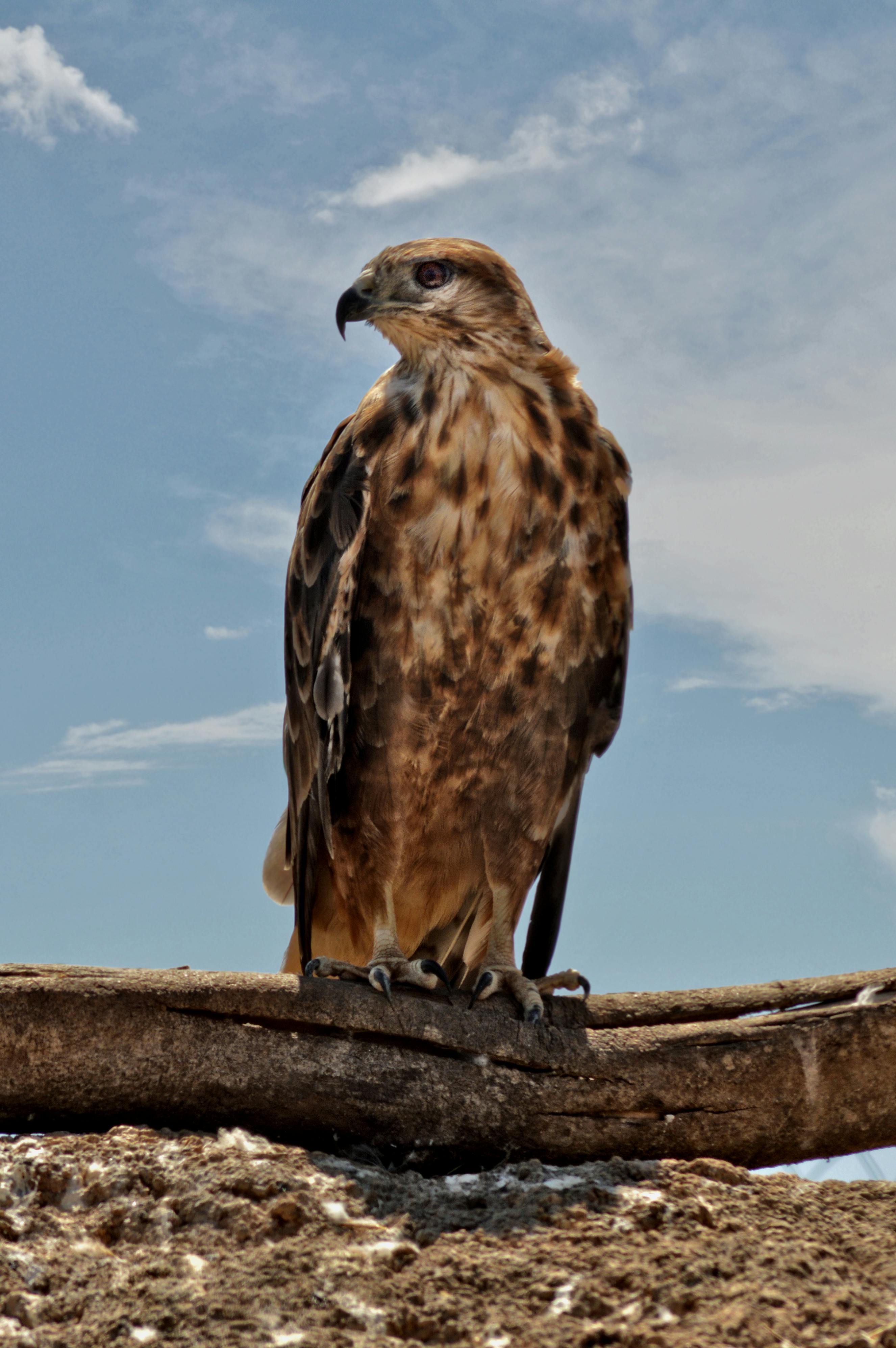 Kite Bird Flying on Sky · Free Stock Photo