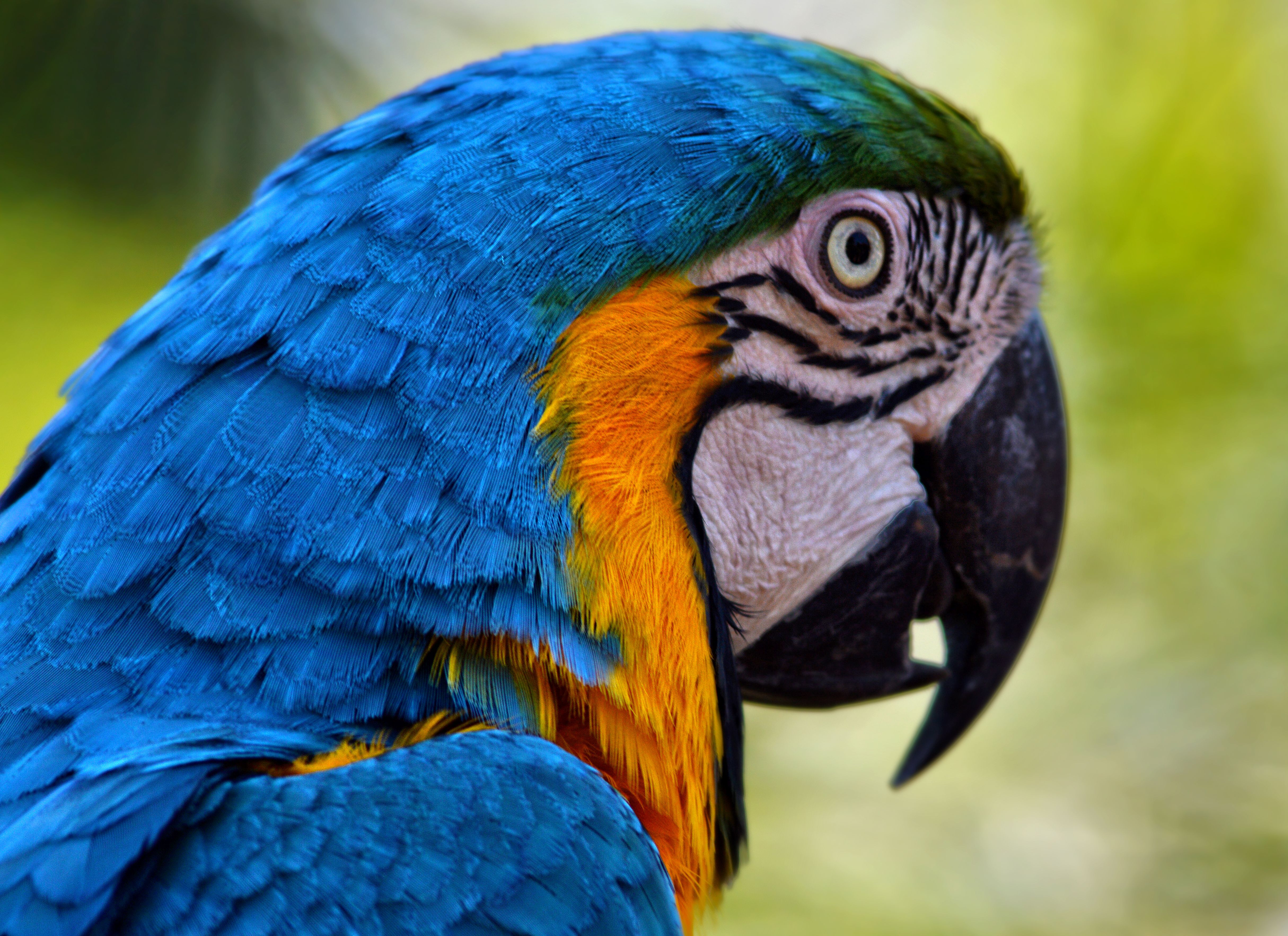 Close-up of the Parrot Head · Free Stock Photo