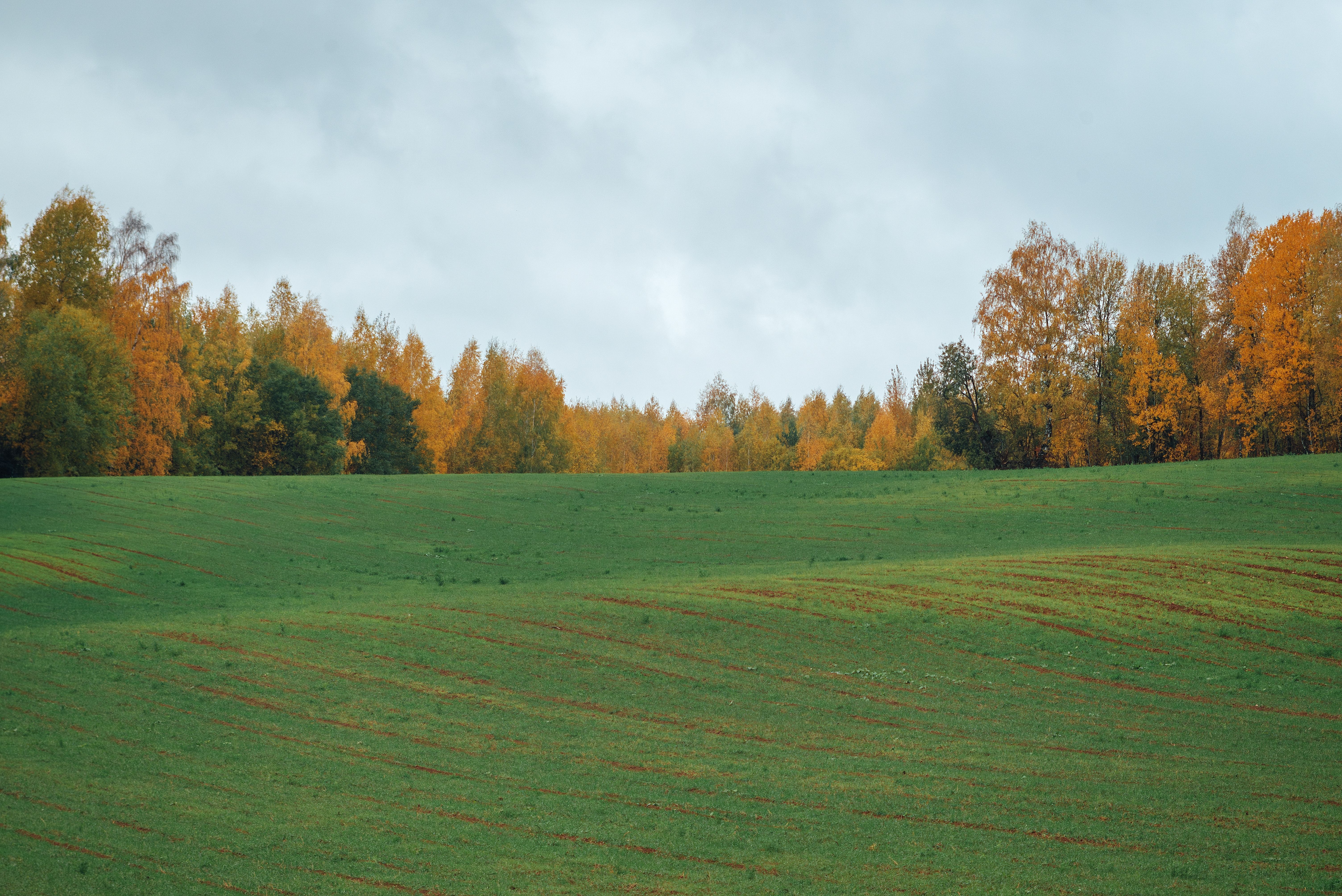 Green Field in Autumn · Free Stock Photo