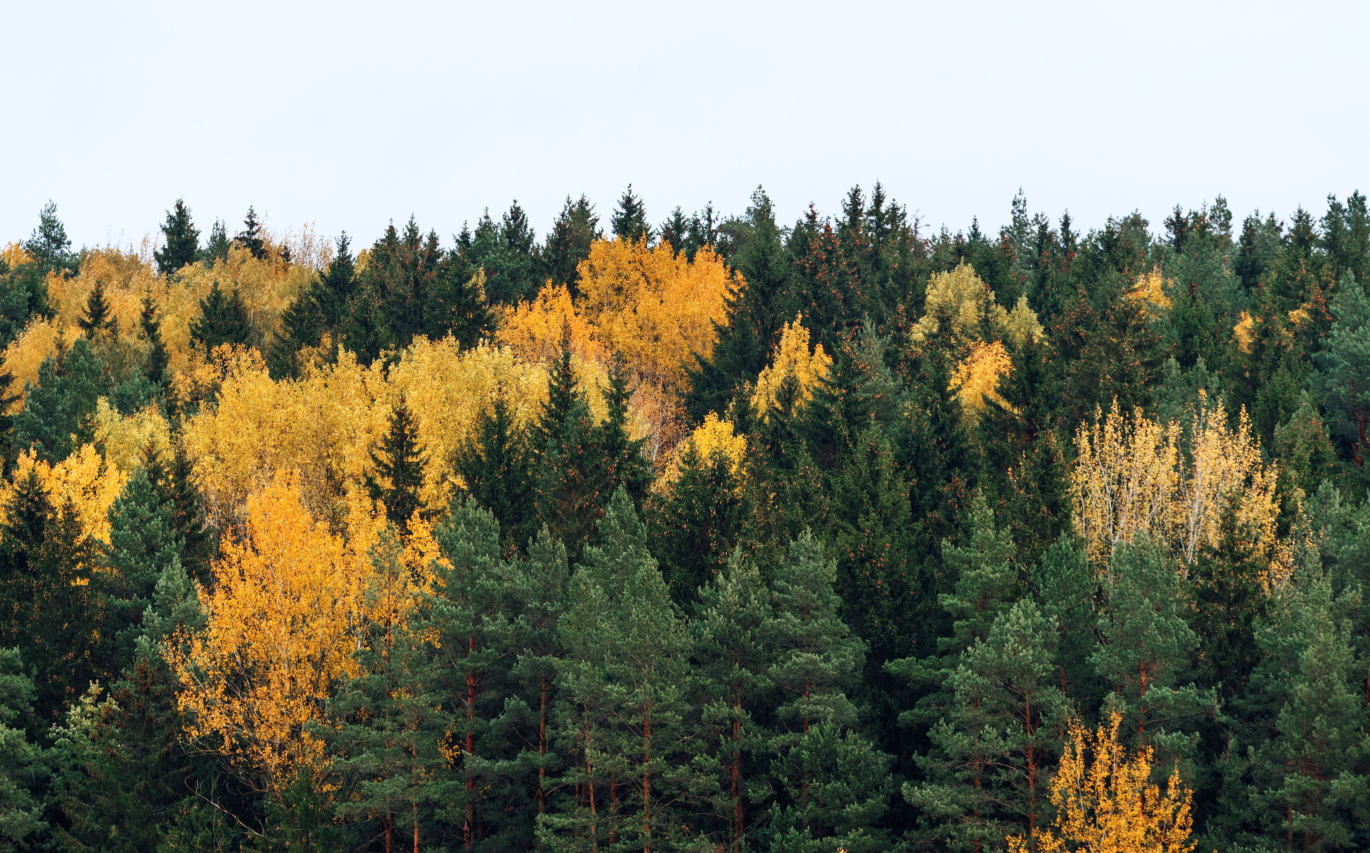 Coniferous Forest in Autumn · Free Stock Photo
