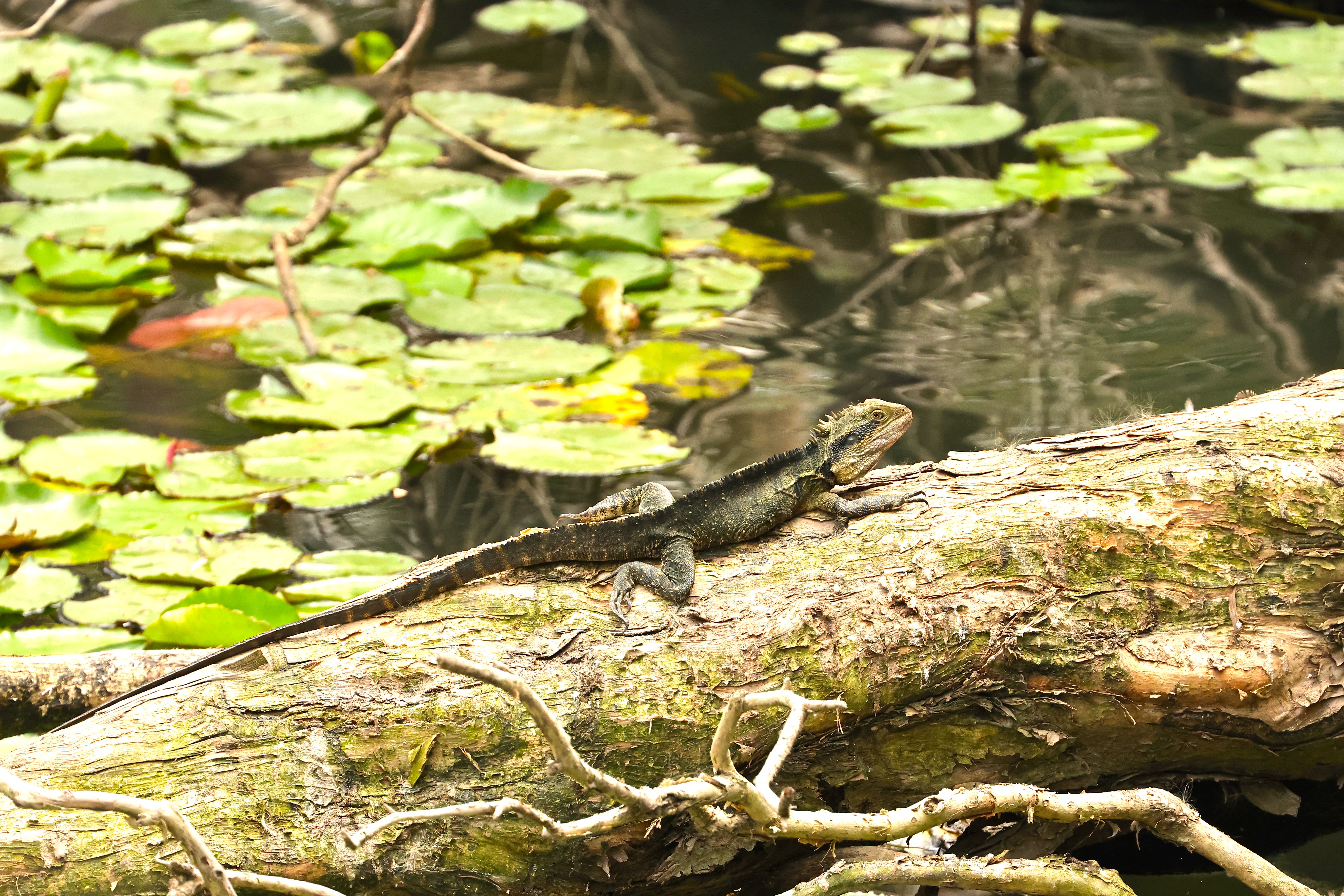 Lizard on Tree Trunk on Lake · Free Stock Photo