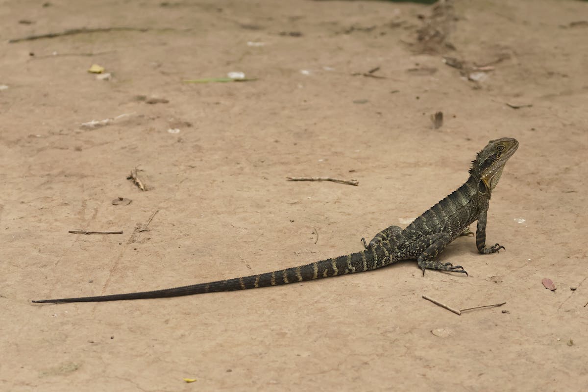 Lizard Tail Photos, Download The BEST Free Lizard Tail Stock Photos ...