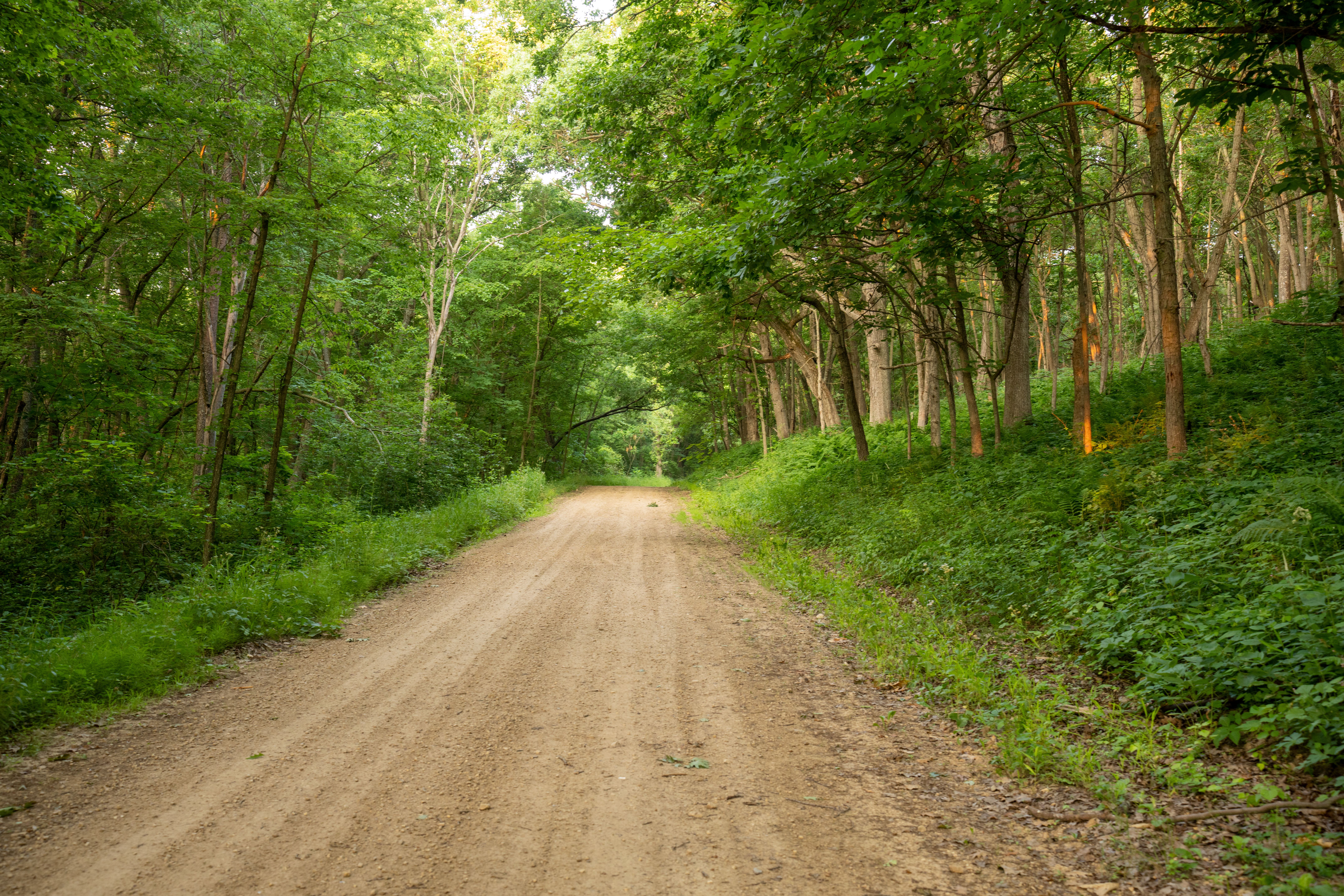 Empty Dirt Road in a Green Summer Forest · Free Stock Photo