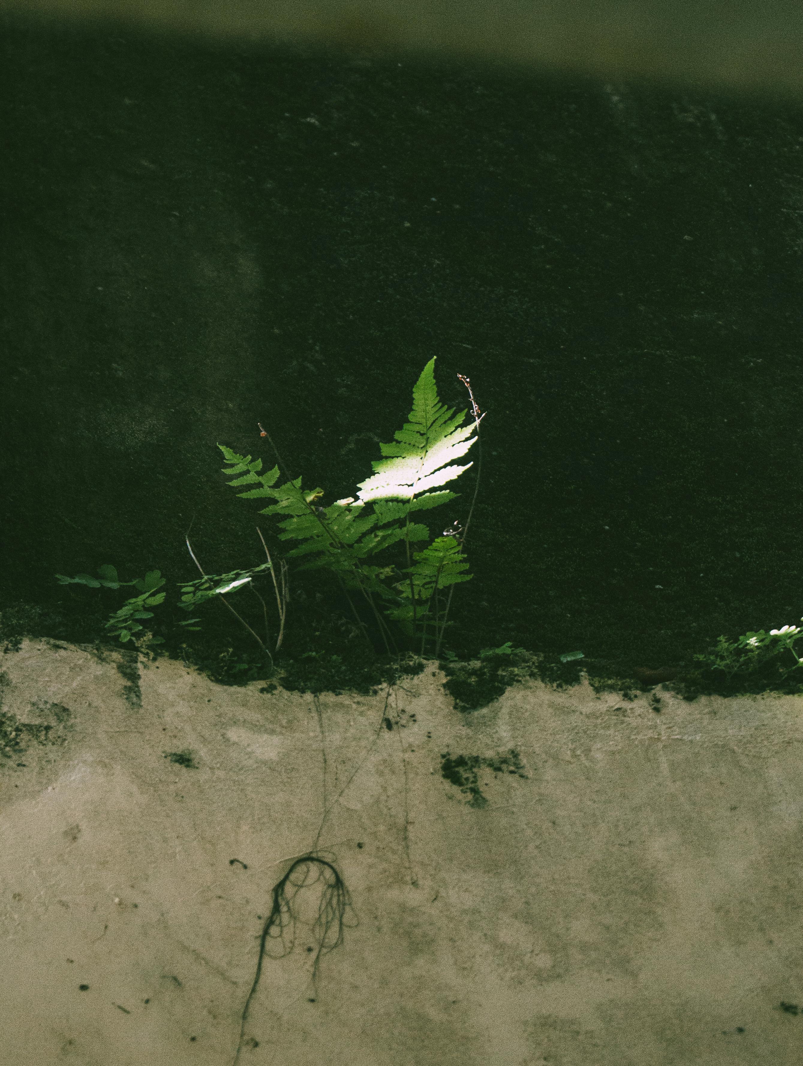 A Ray of Sun Shining on a Fern · Free Stock Photo