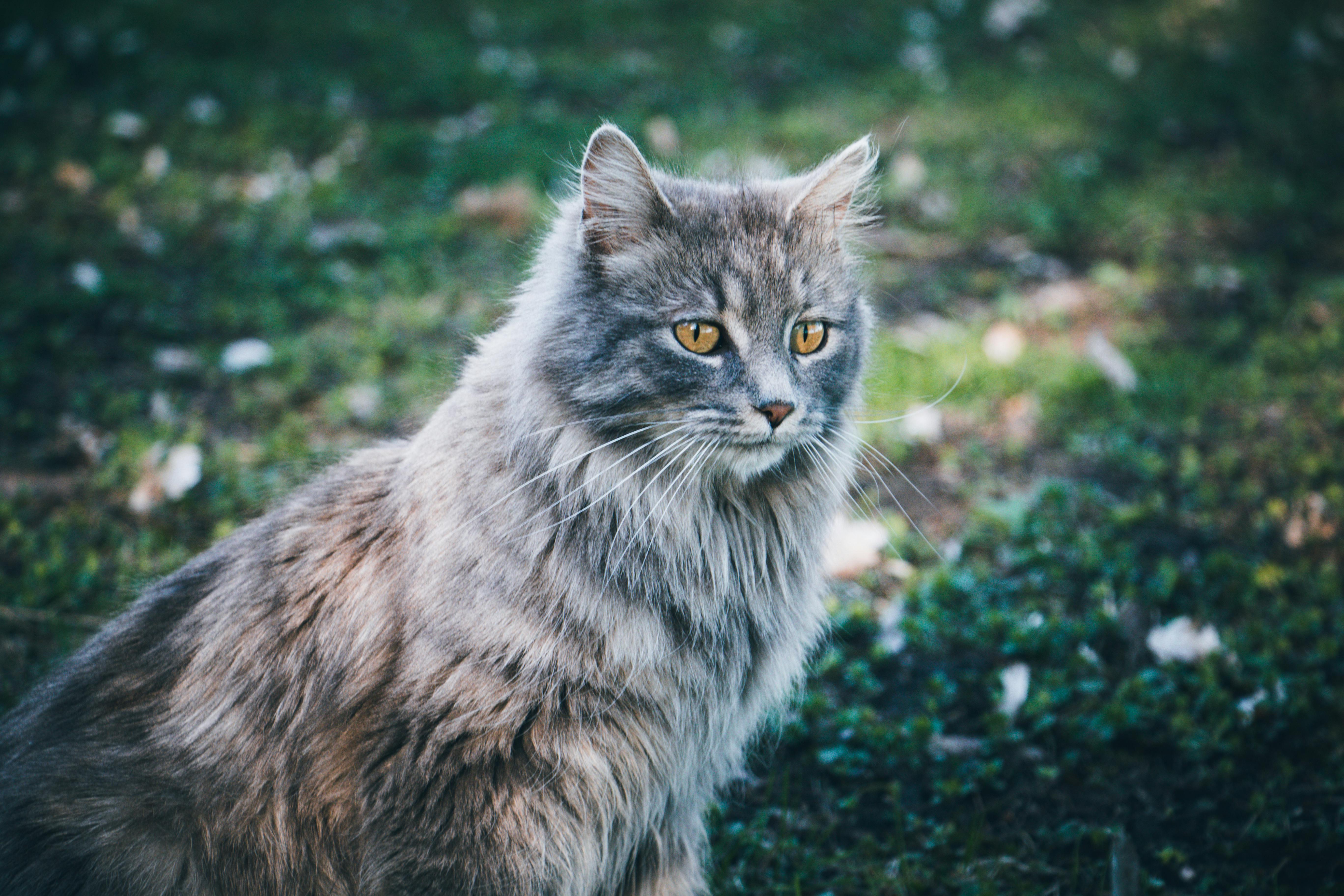 Close up of Maine Coon Cat · Free Stock Photo