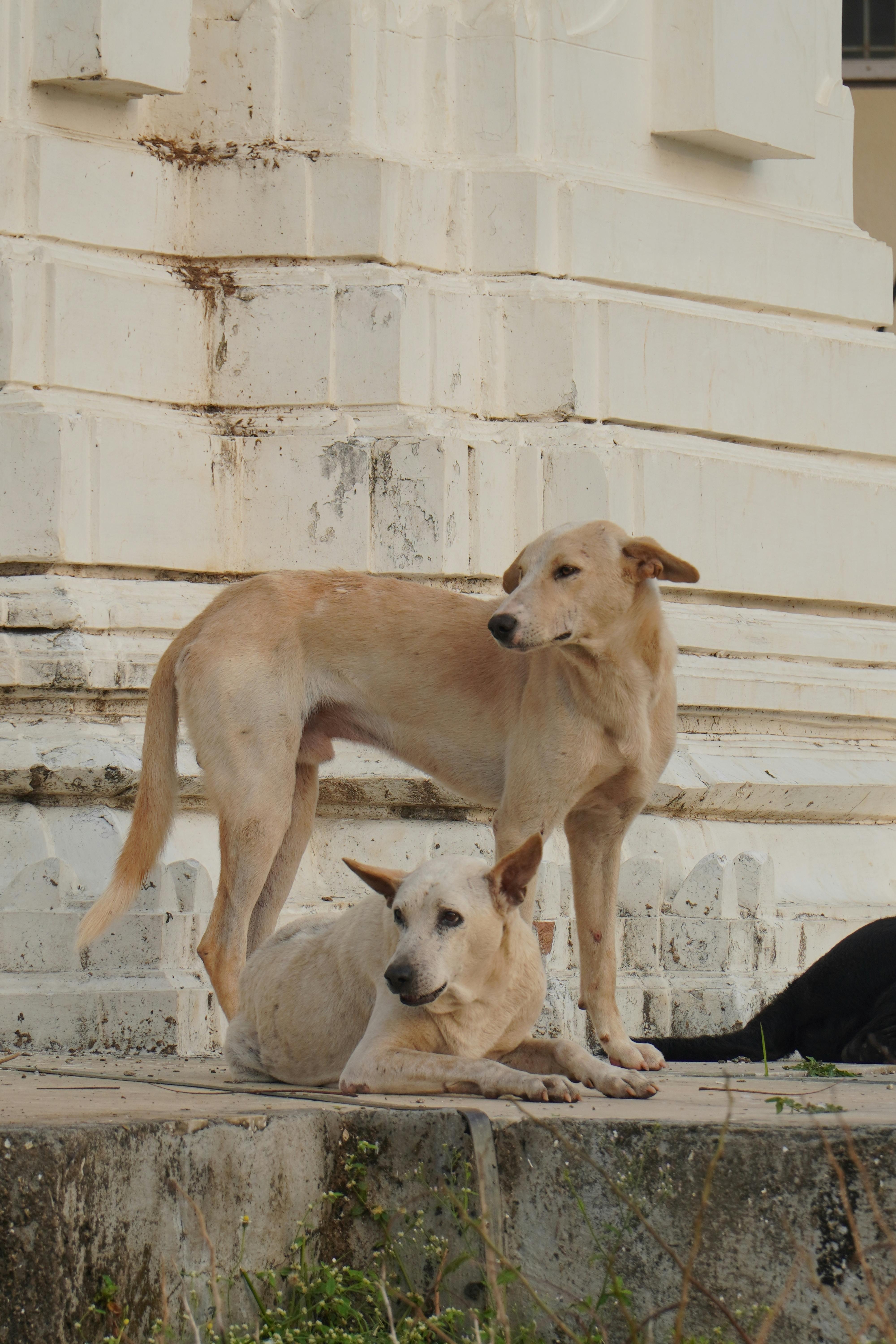 Puppy Sitting on Pavement · Free Stock Photo