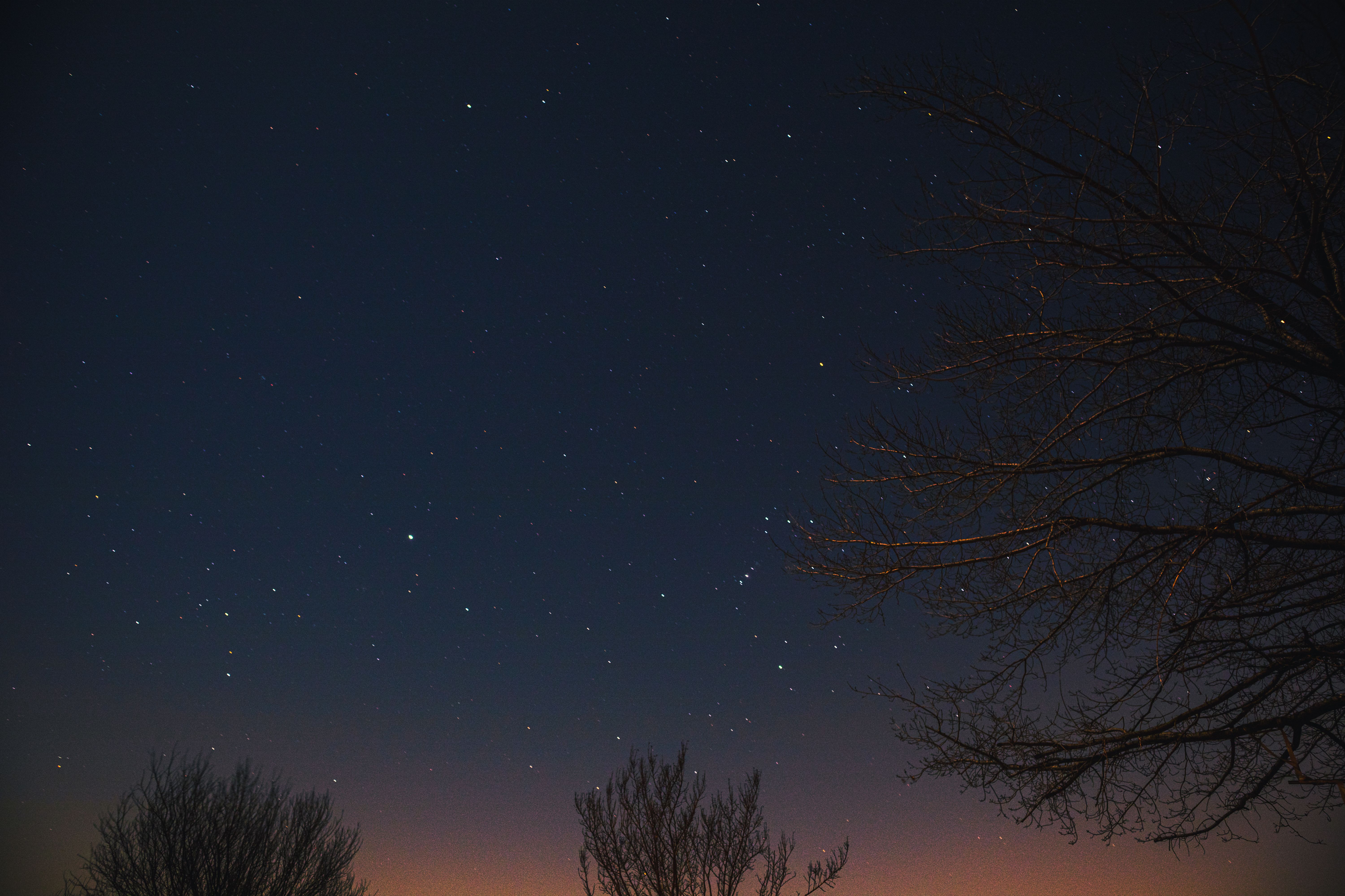 Starry Night Sky Over Leafless Tree Branches · Free Stock Photo