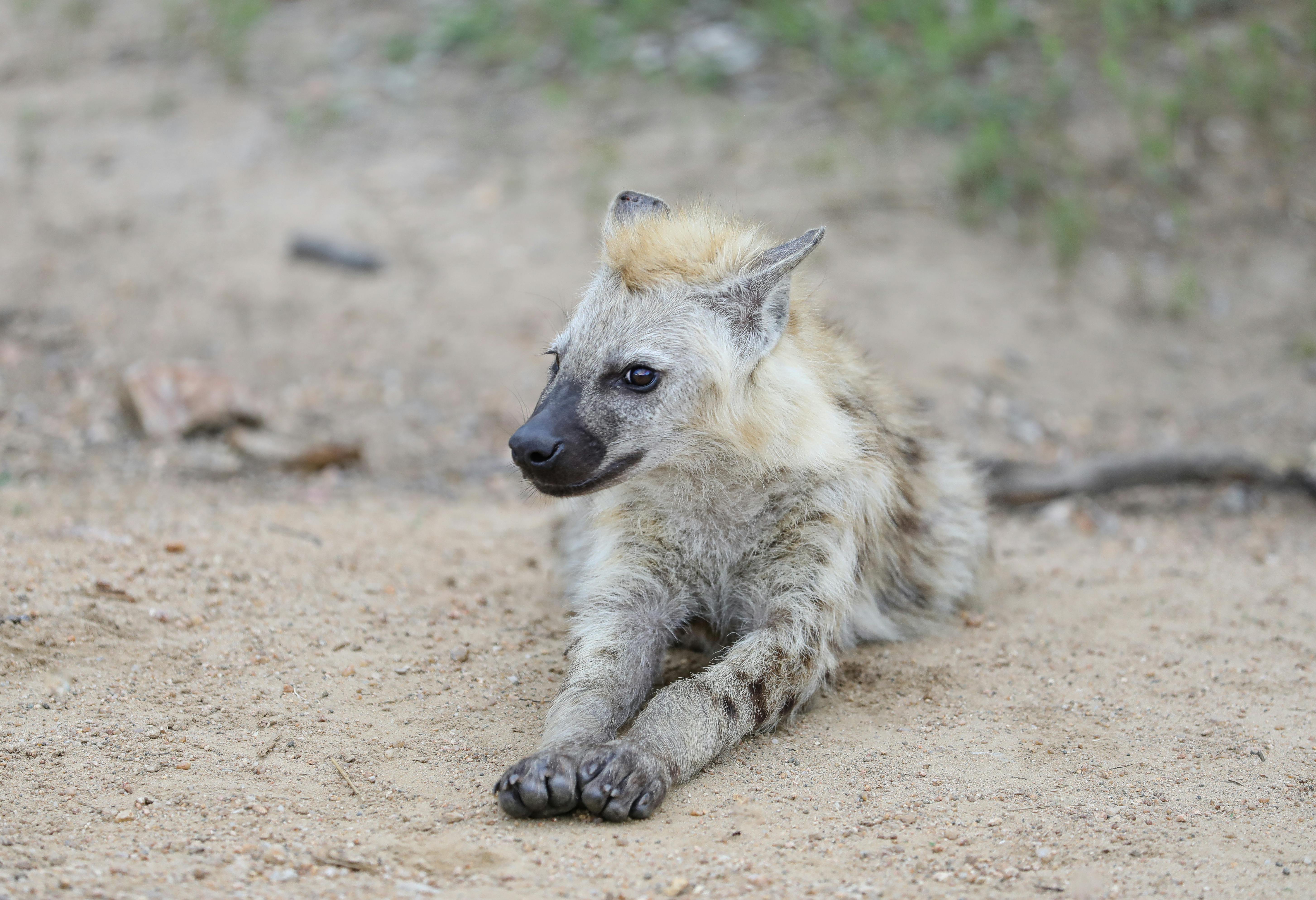 2 Hyenas on Grass Land during Daytime · Free Stock Photo