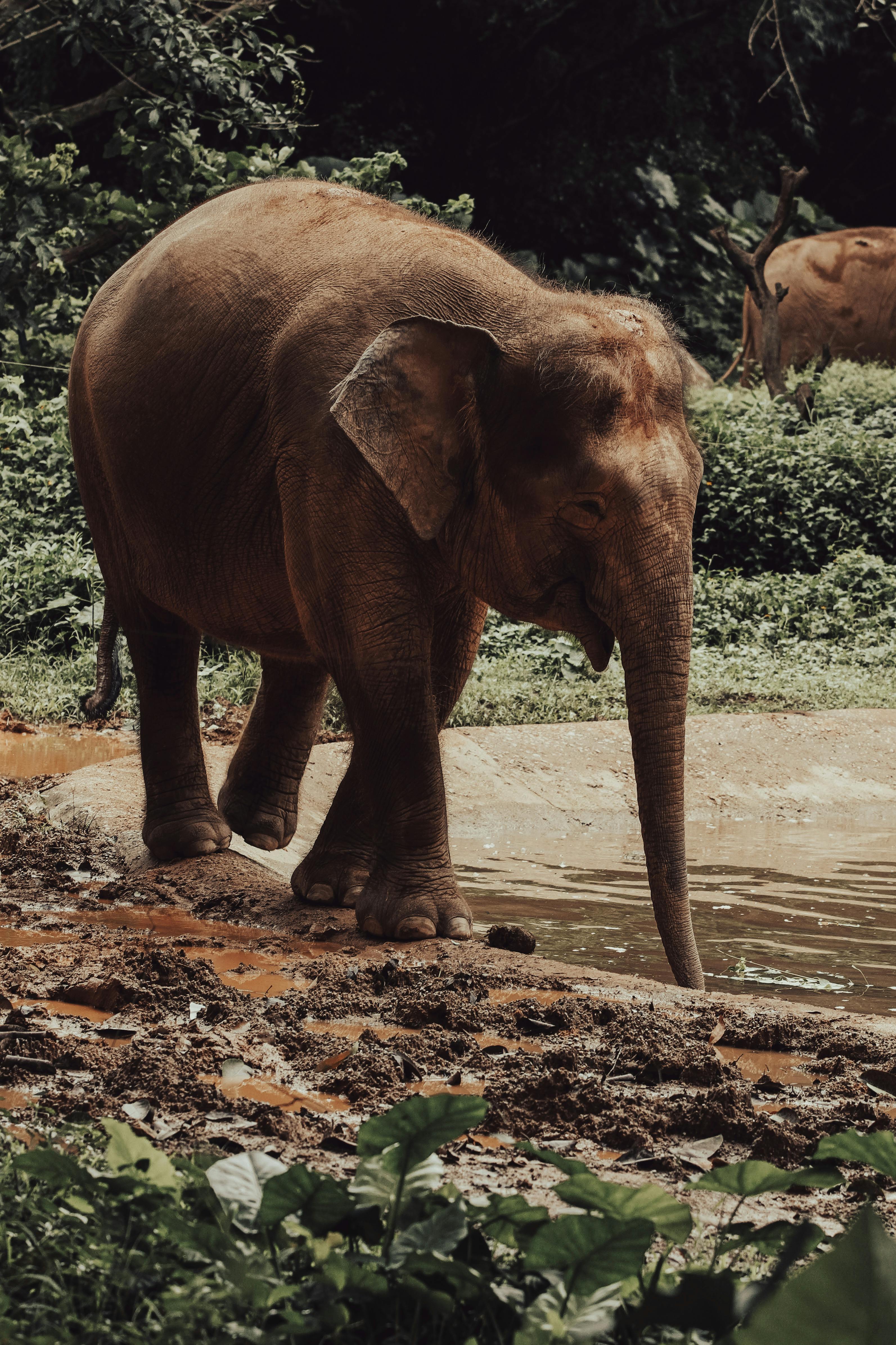 Group of Elephants Leaning on Tree · Free Stock Photo
