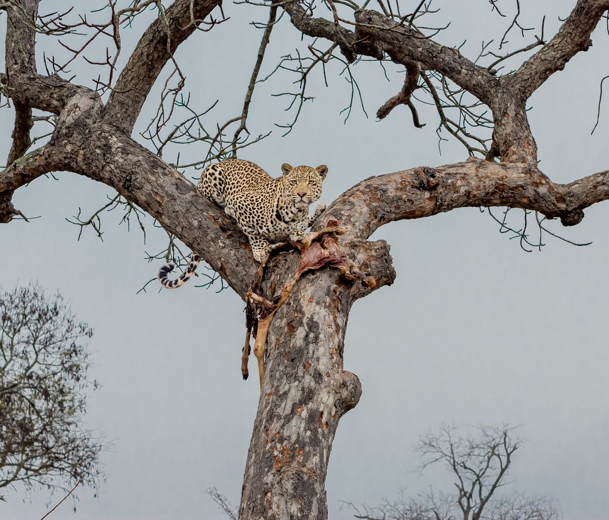 Leopards In Africa Eating Meat Photos, Download The BEST Free Leopards ...